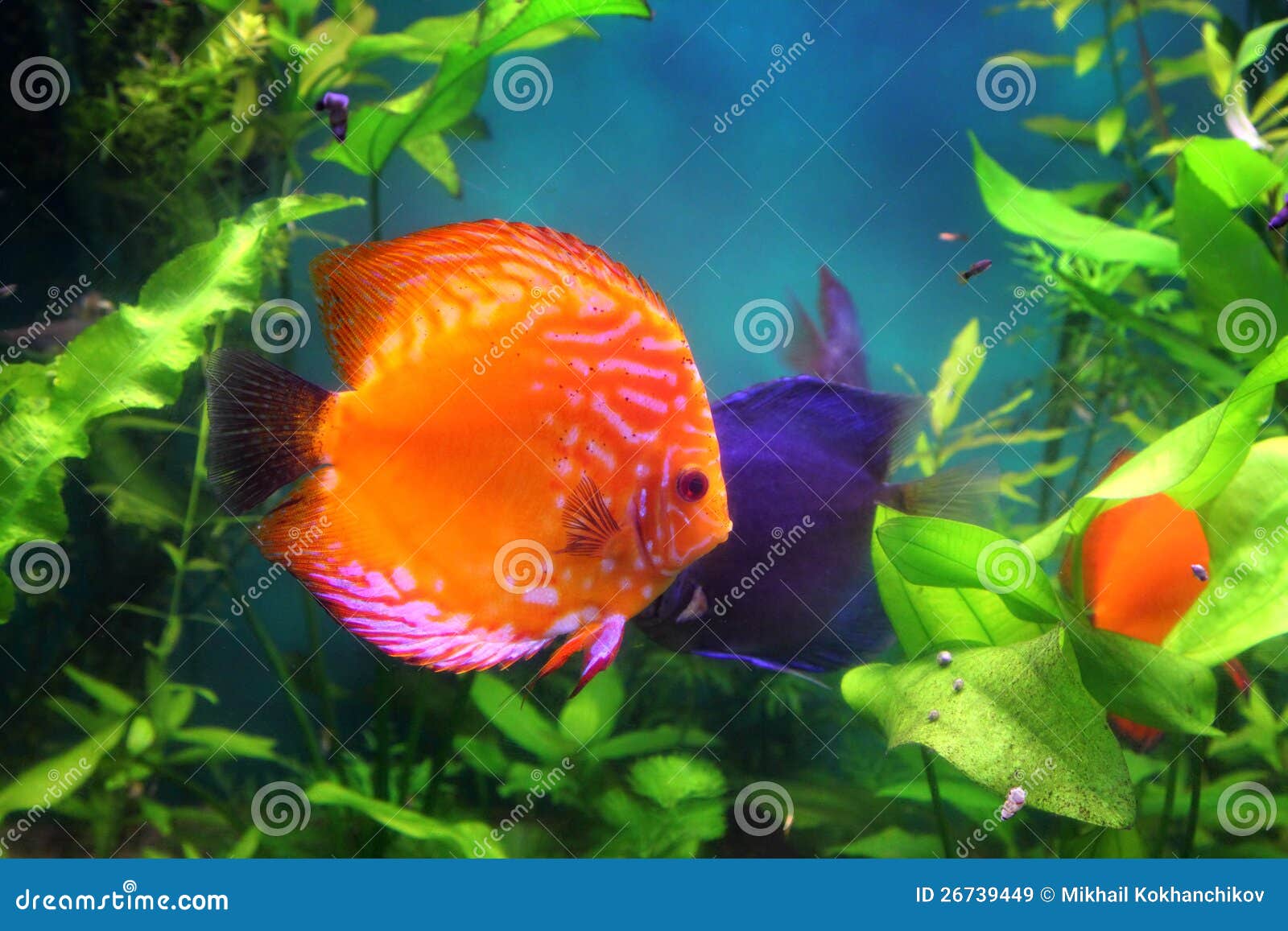 Red Discus Fish in Aquarium Stock Image - Image of swim, symphysodon ...