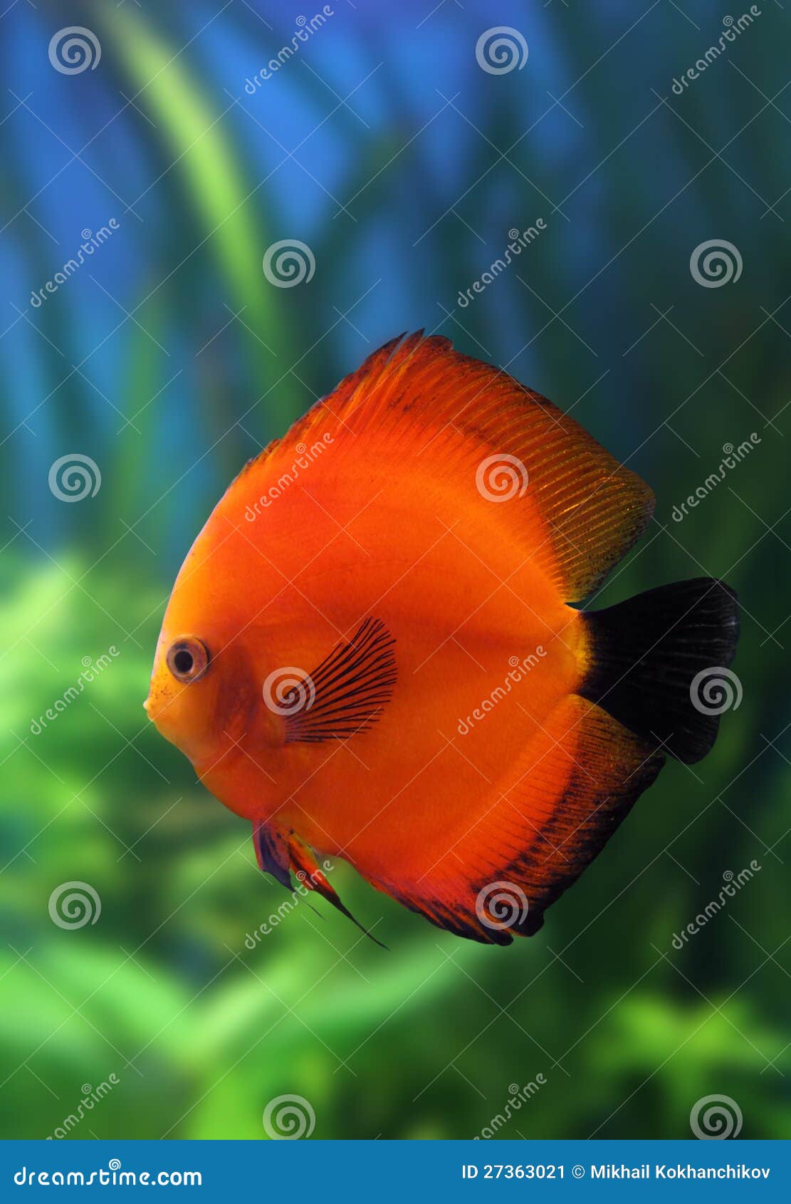 Red Discus Fish in Aquarium Stock Image - Image of orange, swimming ...