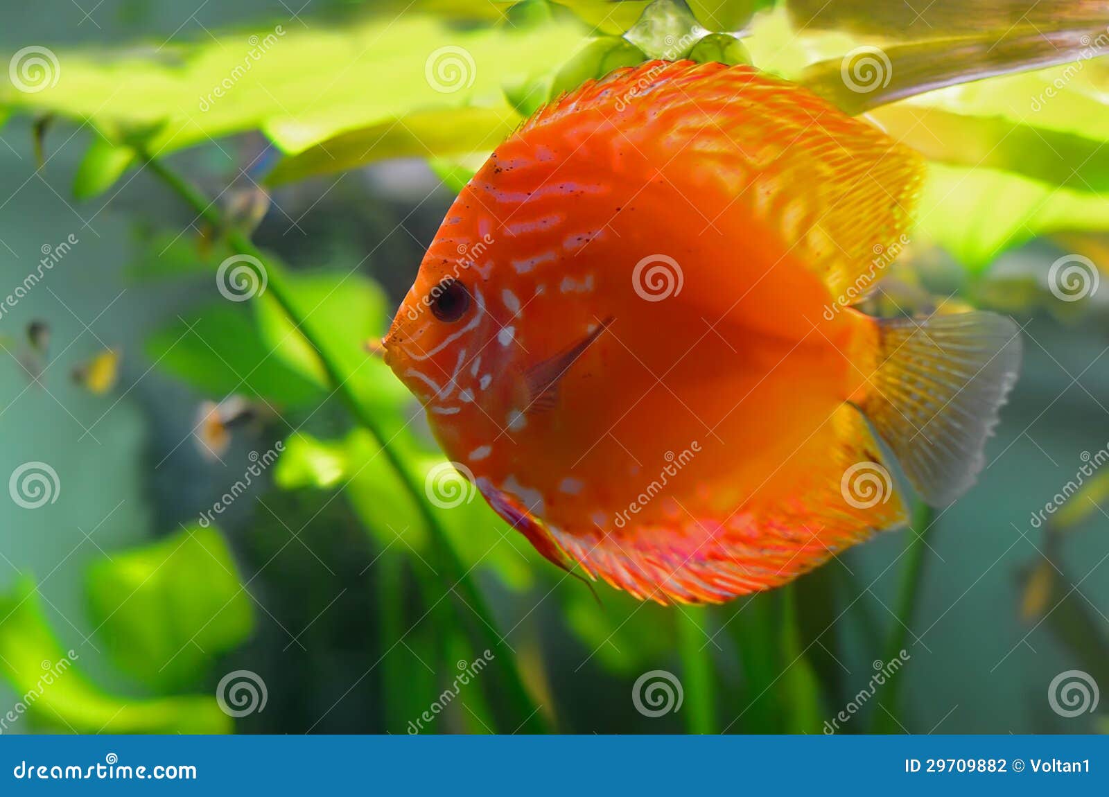 Red discus fish stock photo. Image of fishtank, life - 29709882