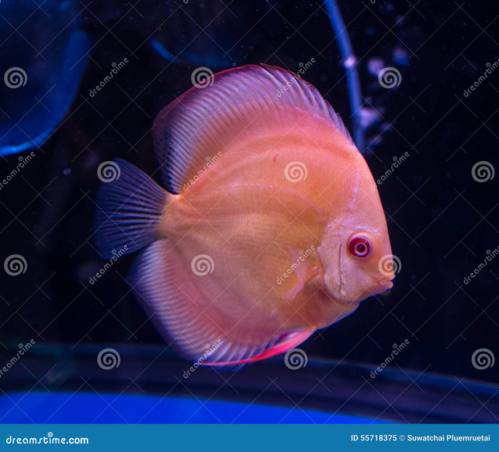 Red discus fish stock image. Image of nature, animal - 55718375