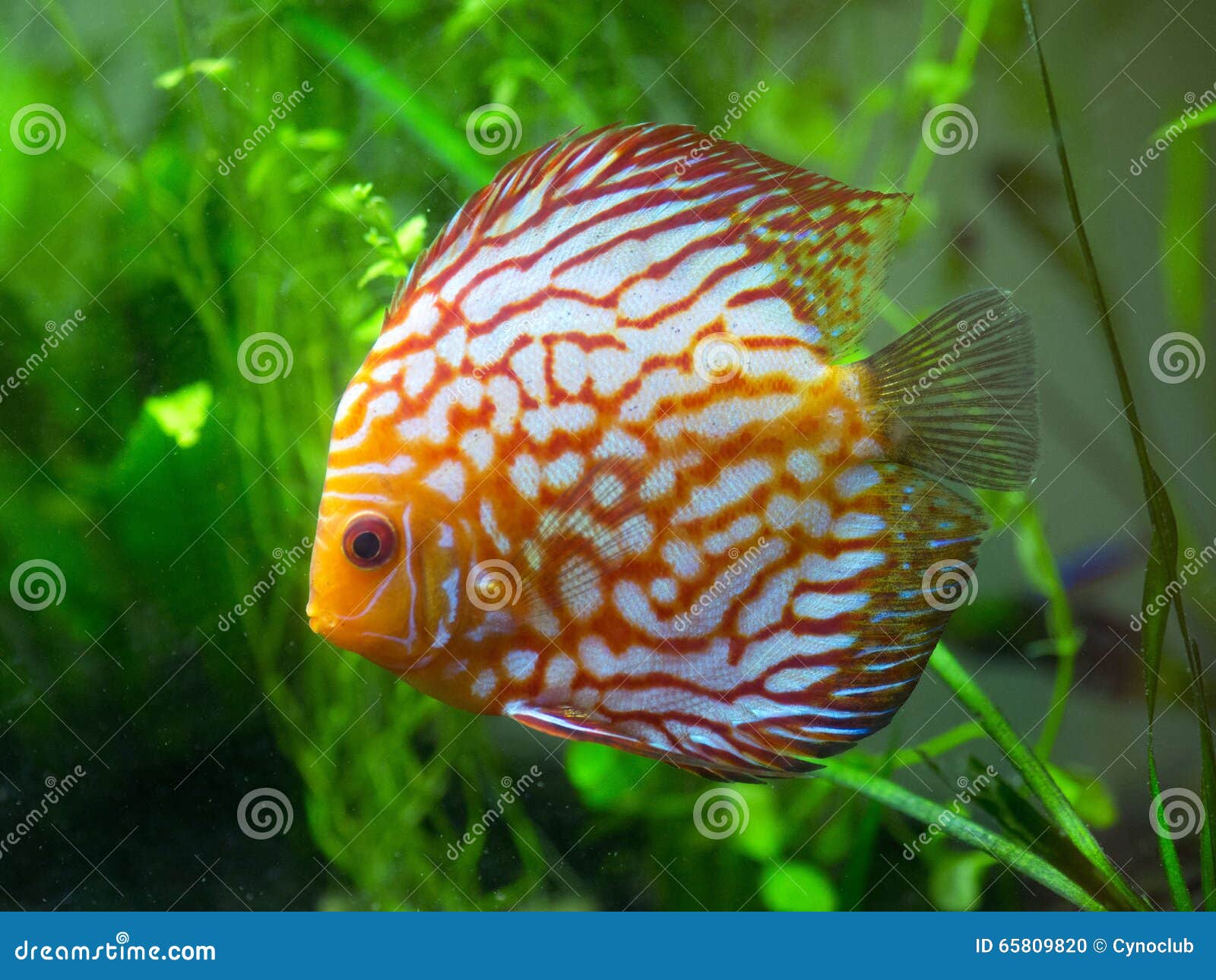 Red discus fish stock photo. Image of river, animal, discus - 65809820