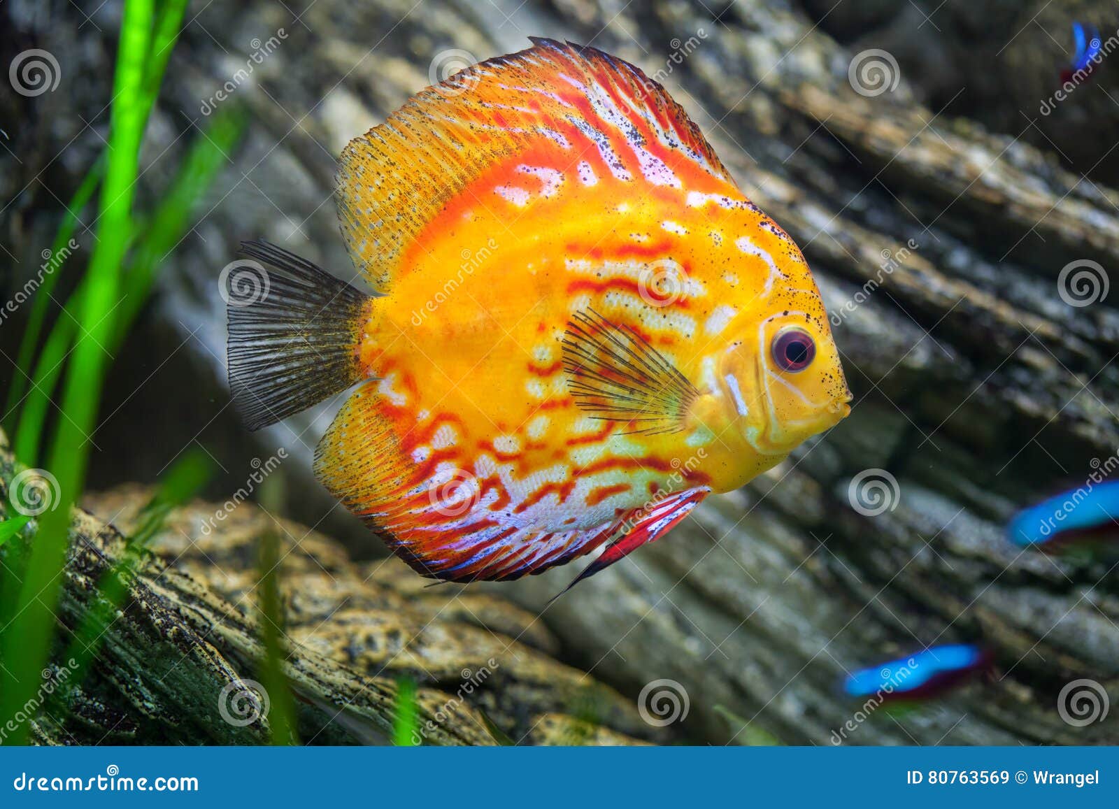 Symphysodon, Known As Discus, Is A Genus Of Cichlids Native To The ...