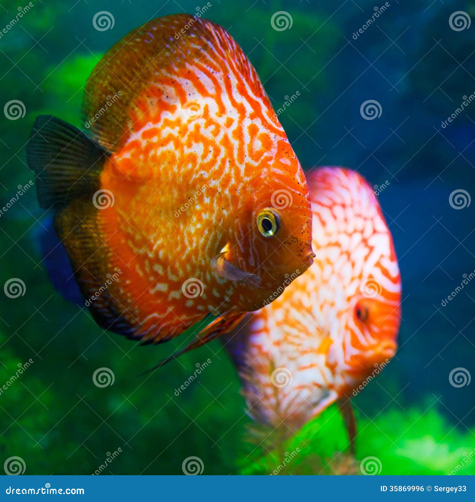 Red Discuses (Symphysodon Discus) Stock Photo - Image of fishes, animal ...