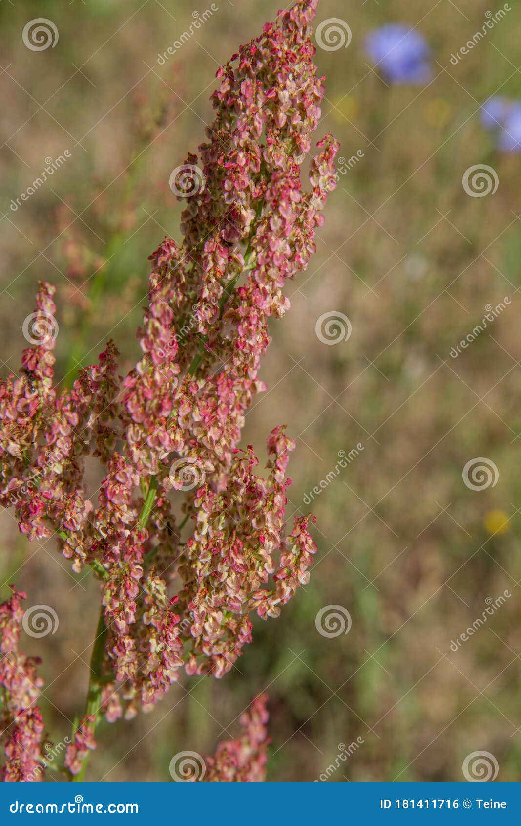 The Red dock stock photo. Image of bloom, rumex, grow - 181411716