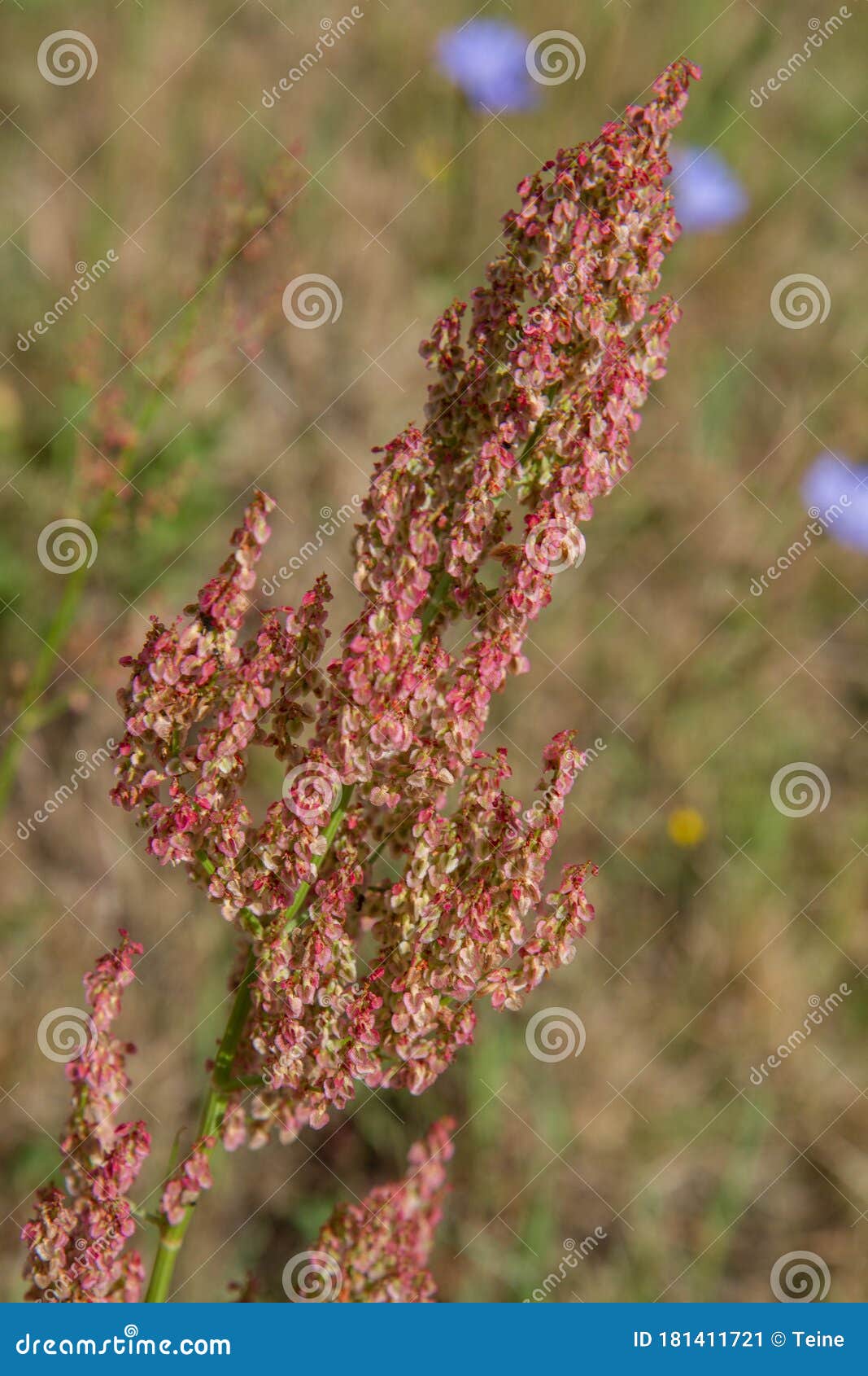 The Red dock stock image. Image of green, close, plant - 181411721