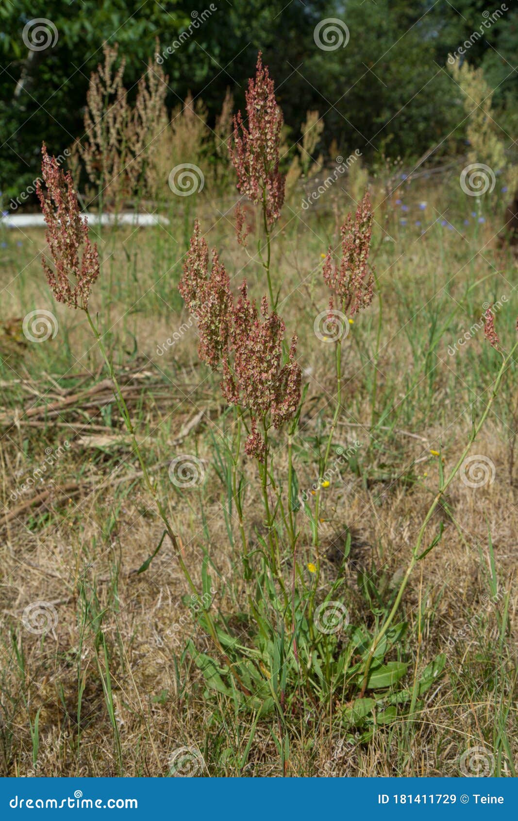 The Red dock stock image. Image of meadow, sorrel, floral - 181411729