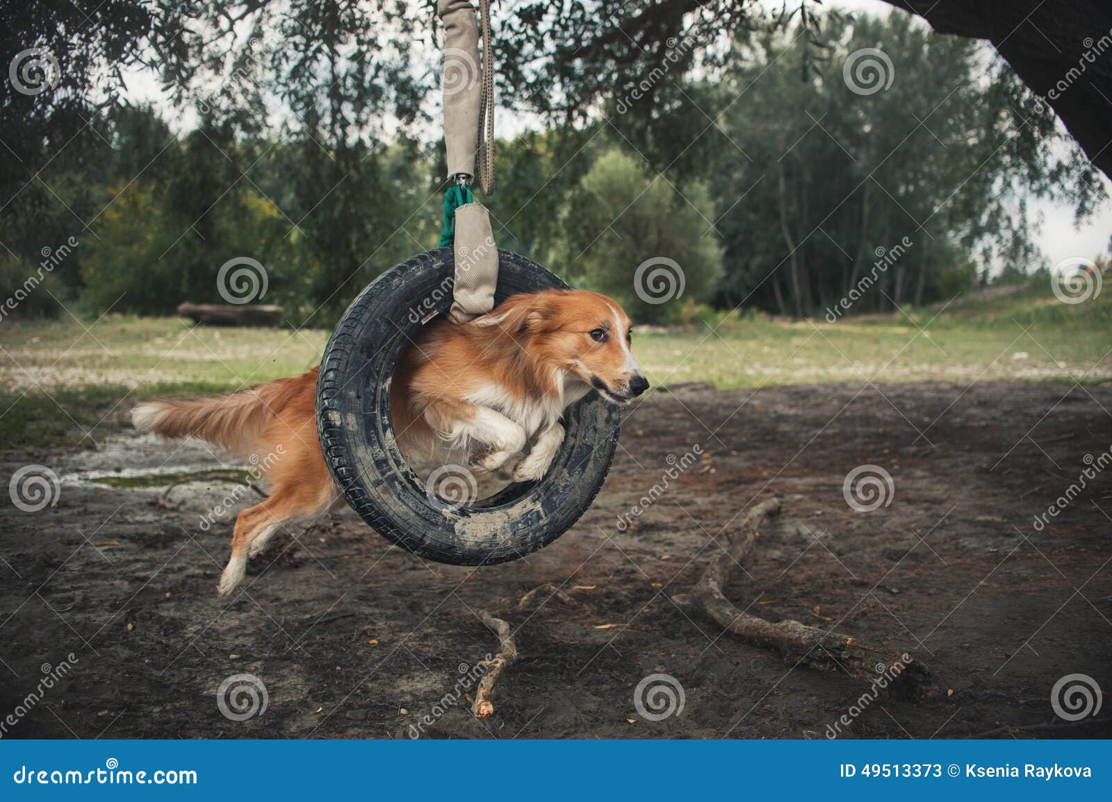 Red Dog Border Collie Jumping through a Tire Stock Image - Image of ...