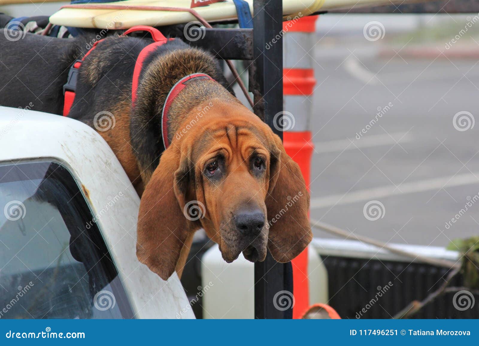 Red dog in car stock image. Image of puppy, adorable - 117496251