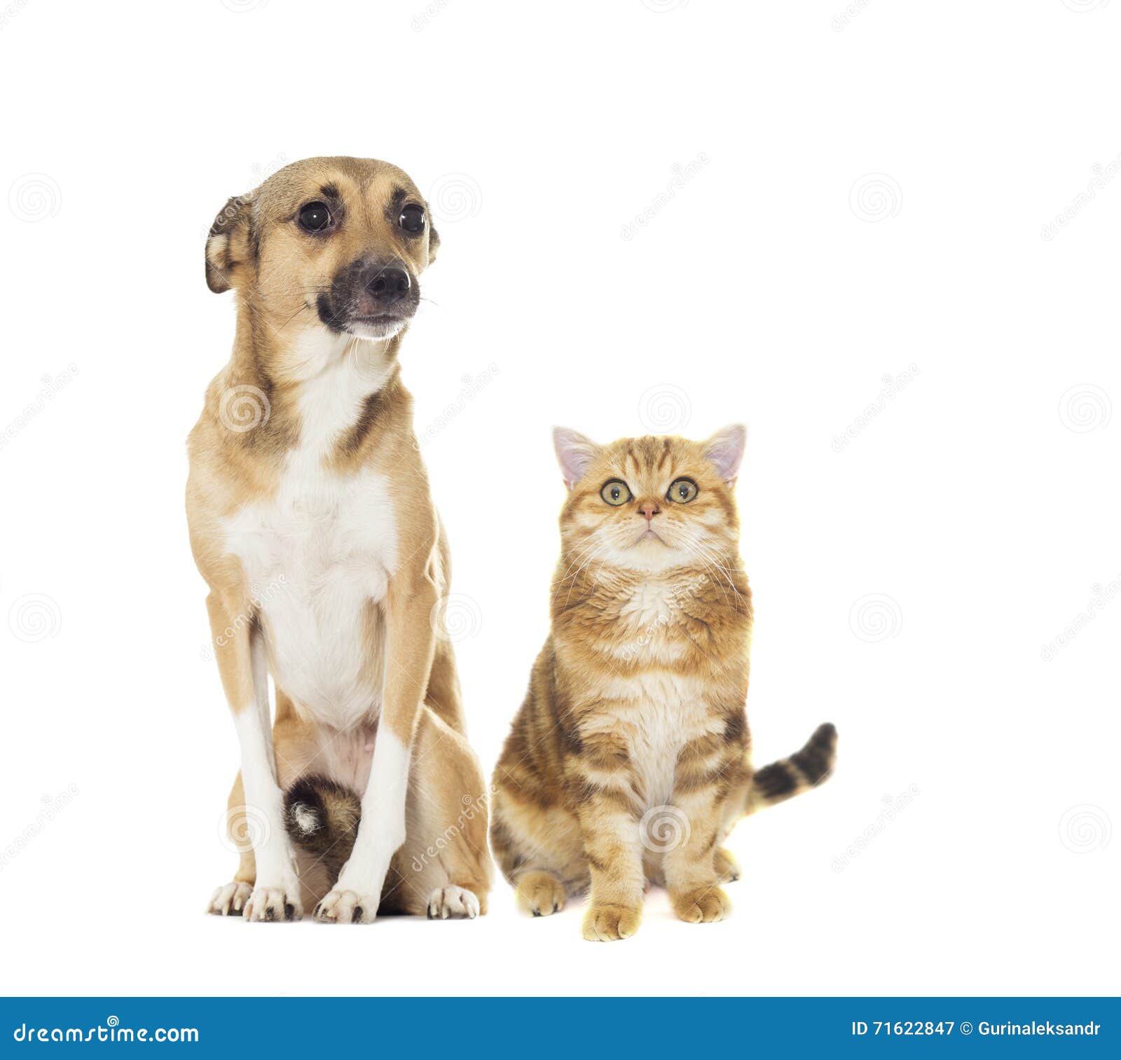 Red dog and cat stock image. Image of puppy, height, sits - 71622847