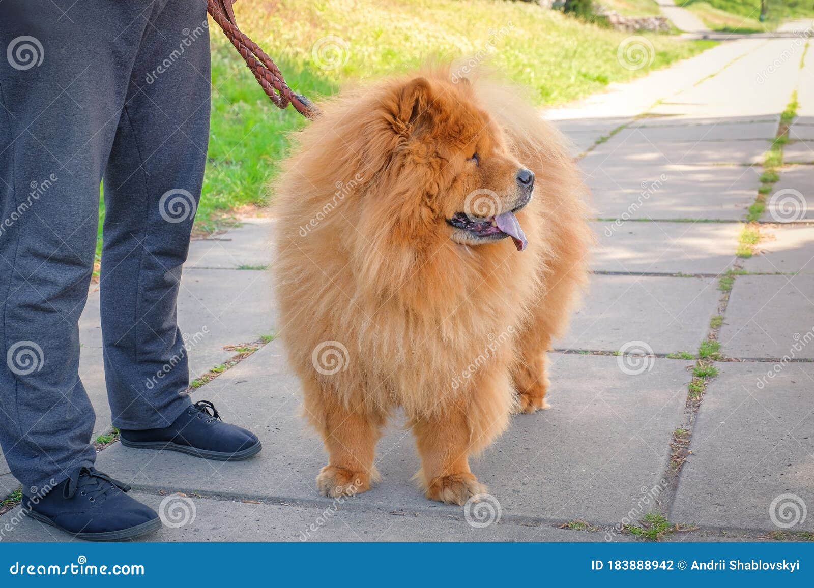 Red Dog Chow Chow for a Walk in the Park. Walk the Dogs Stock Photo ...