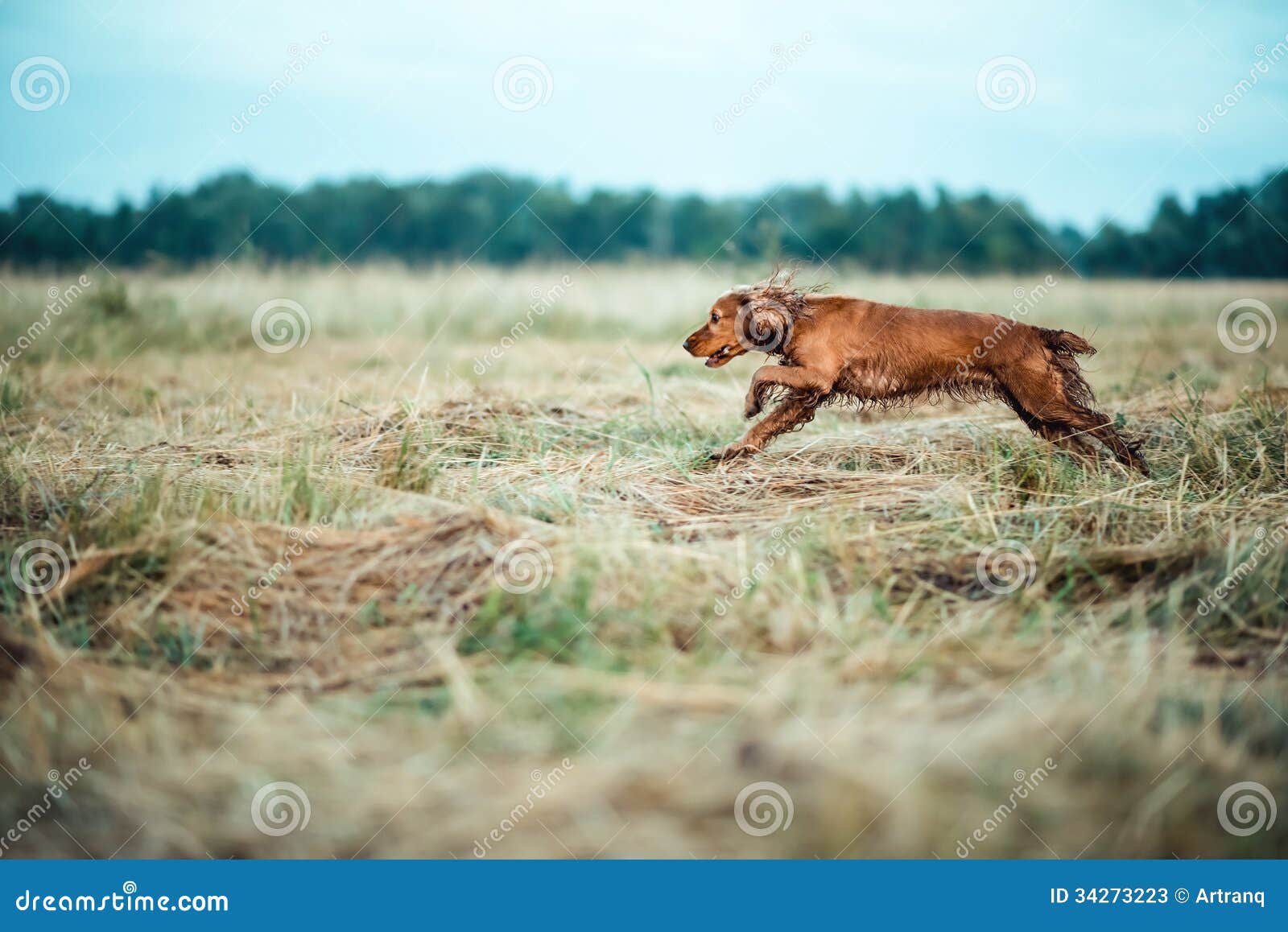 Red dog in the grass stock image. Image of freedom, leisure - 34273223