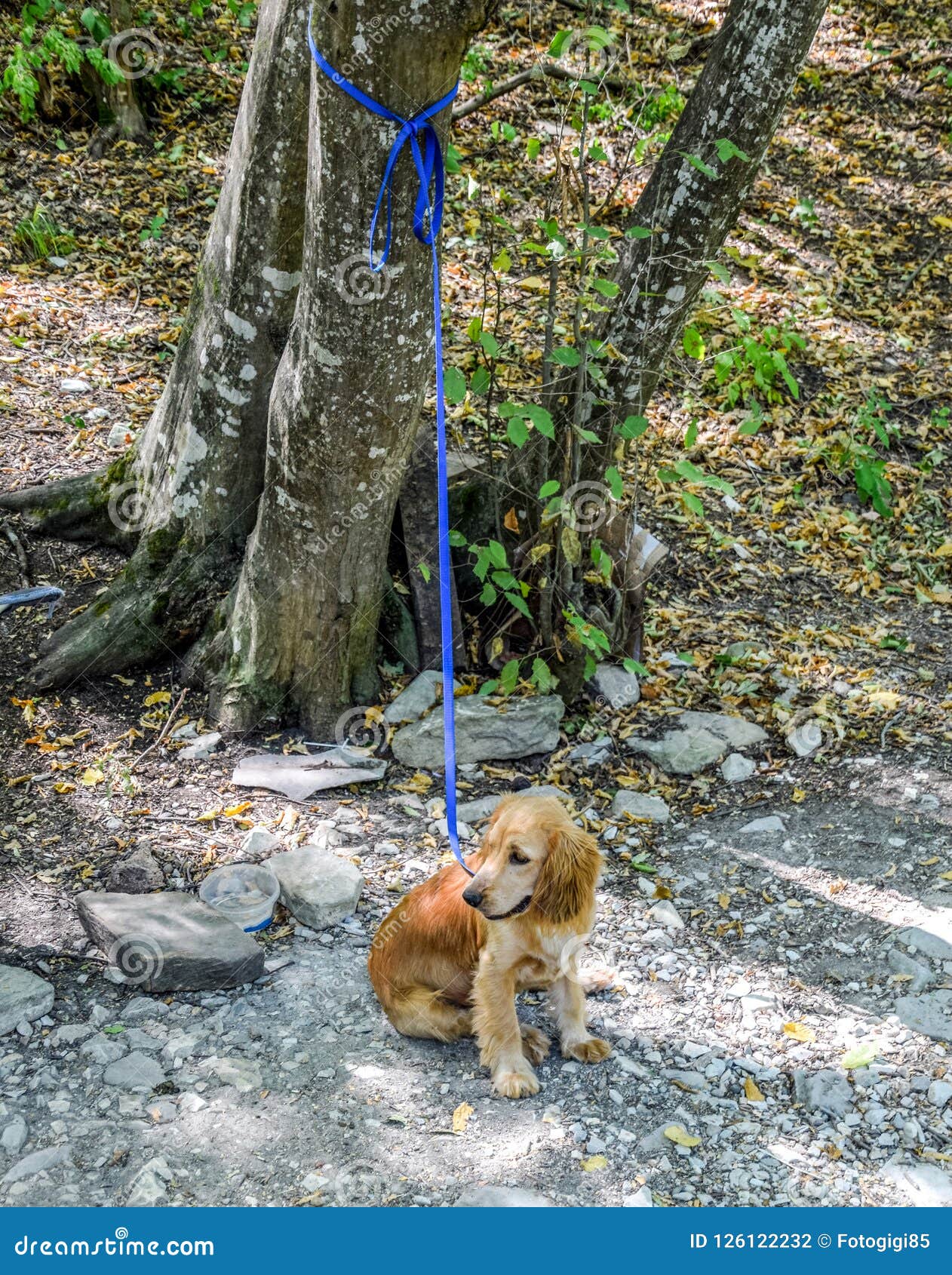 Red Dog on a Leash Tied To the Trunk of a Tree Stock Photo - Image of ...