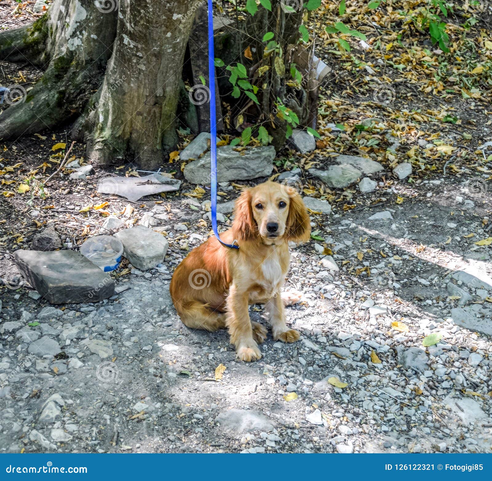 Red Dog on a Leash Tied To the Trunk of a Tree Stock Image - Image of ...