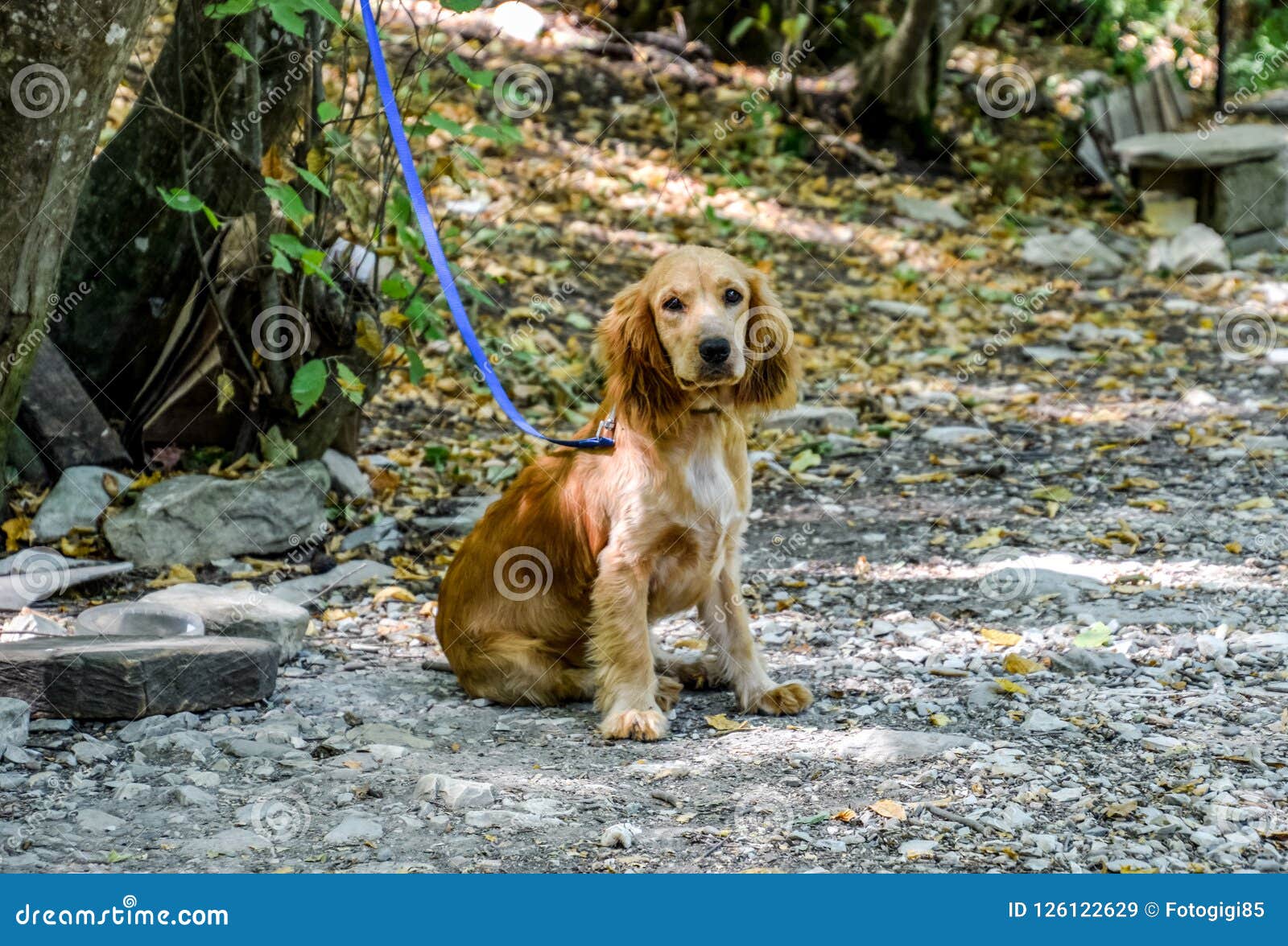 Red Dog on a Leash Tied To the Trunk of a Tree Stock Image - Image of ...