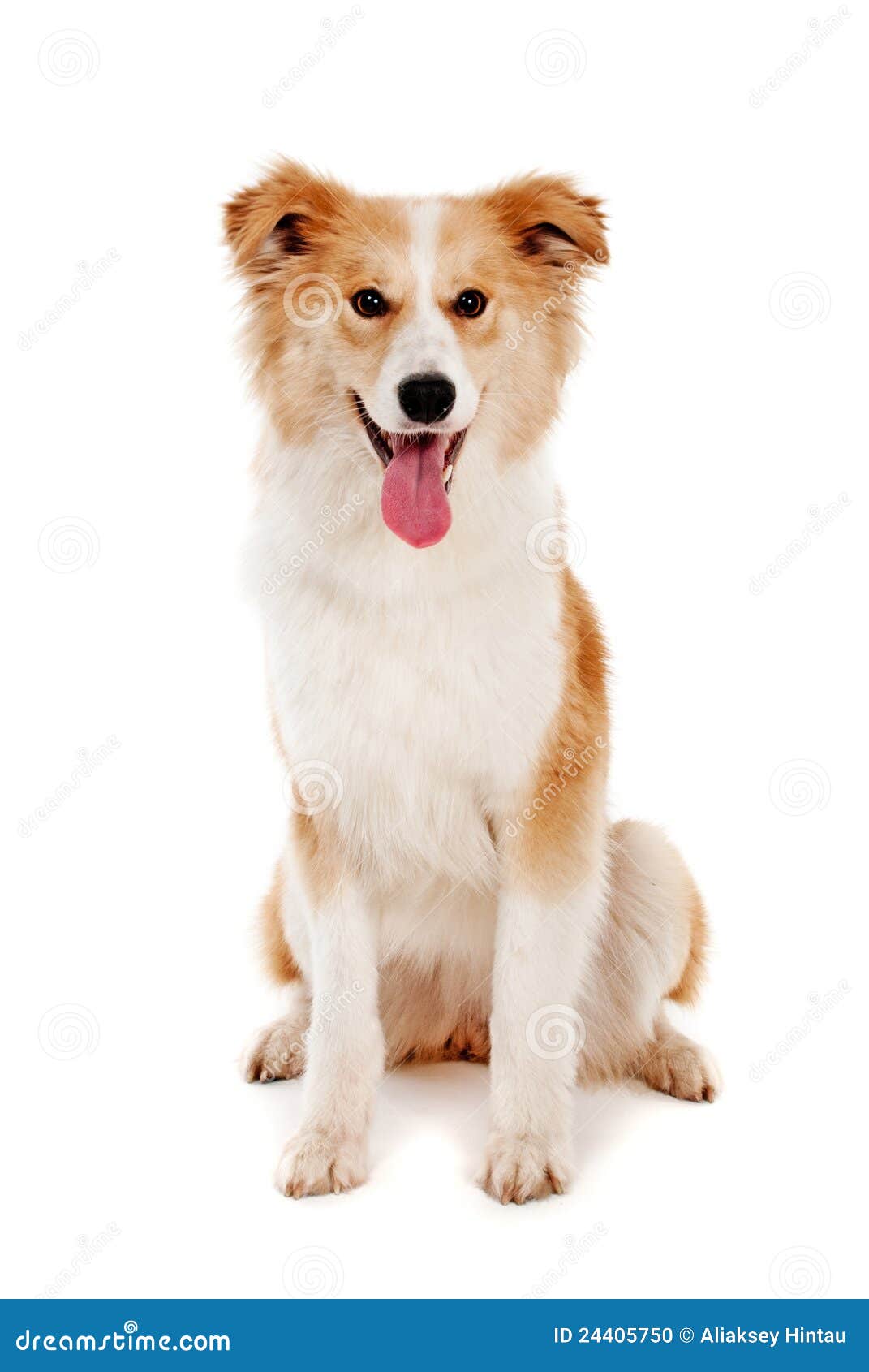 Red dog look in camera stock photo. Image of mixed, animals - 24405750