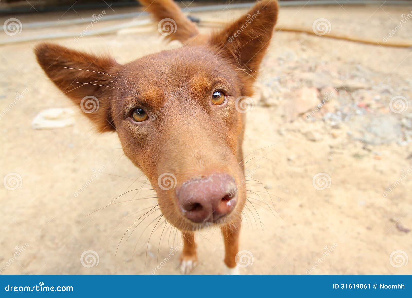 Red dog looking at camera stock image. Image of head - 31619061