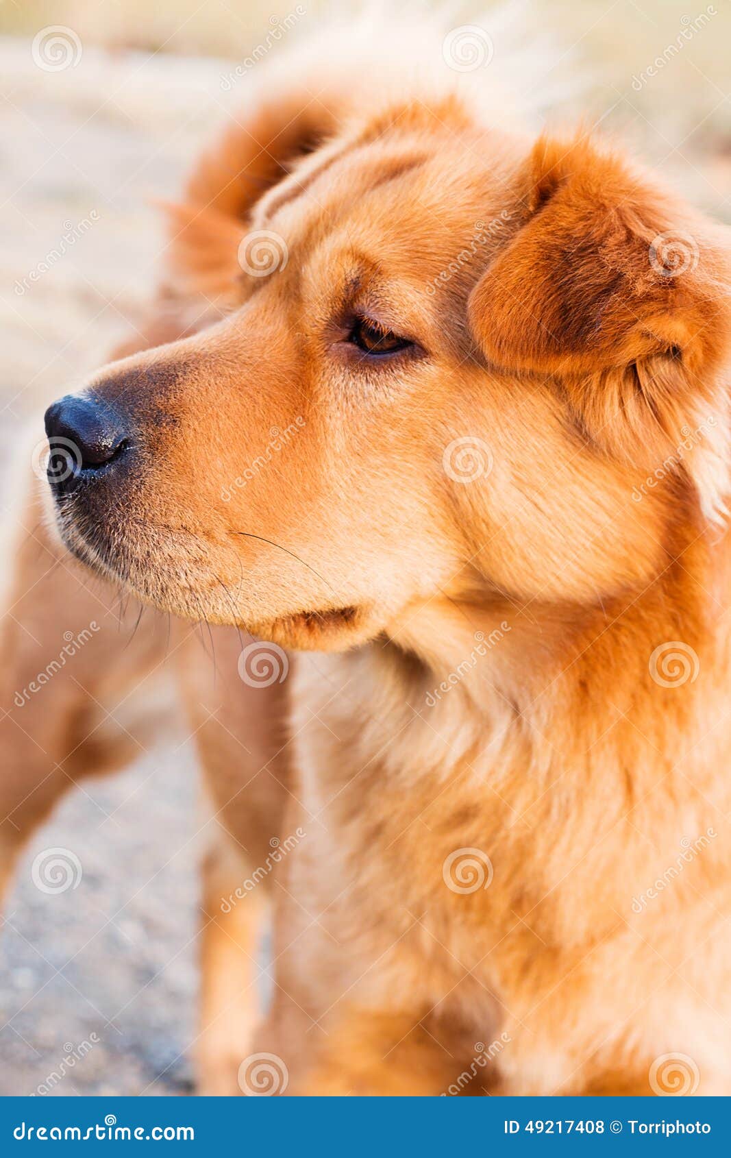 Red dog portrait stock photo. Image of portrait, nature - 49217408