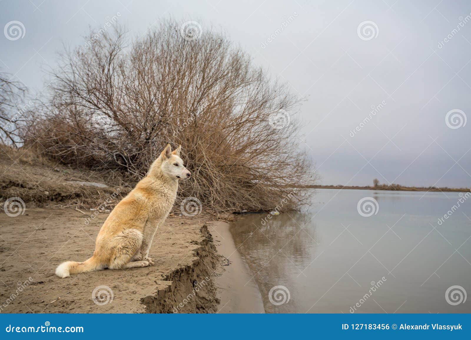 Red dog on the river bank stock photo. Image of coast - 127183456