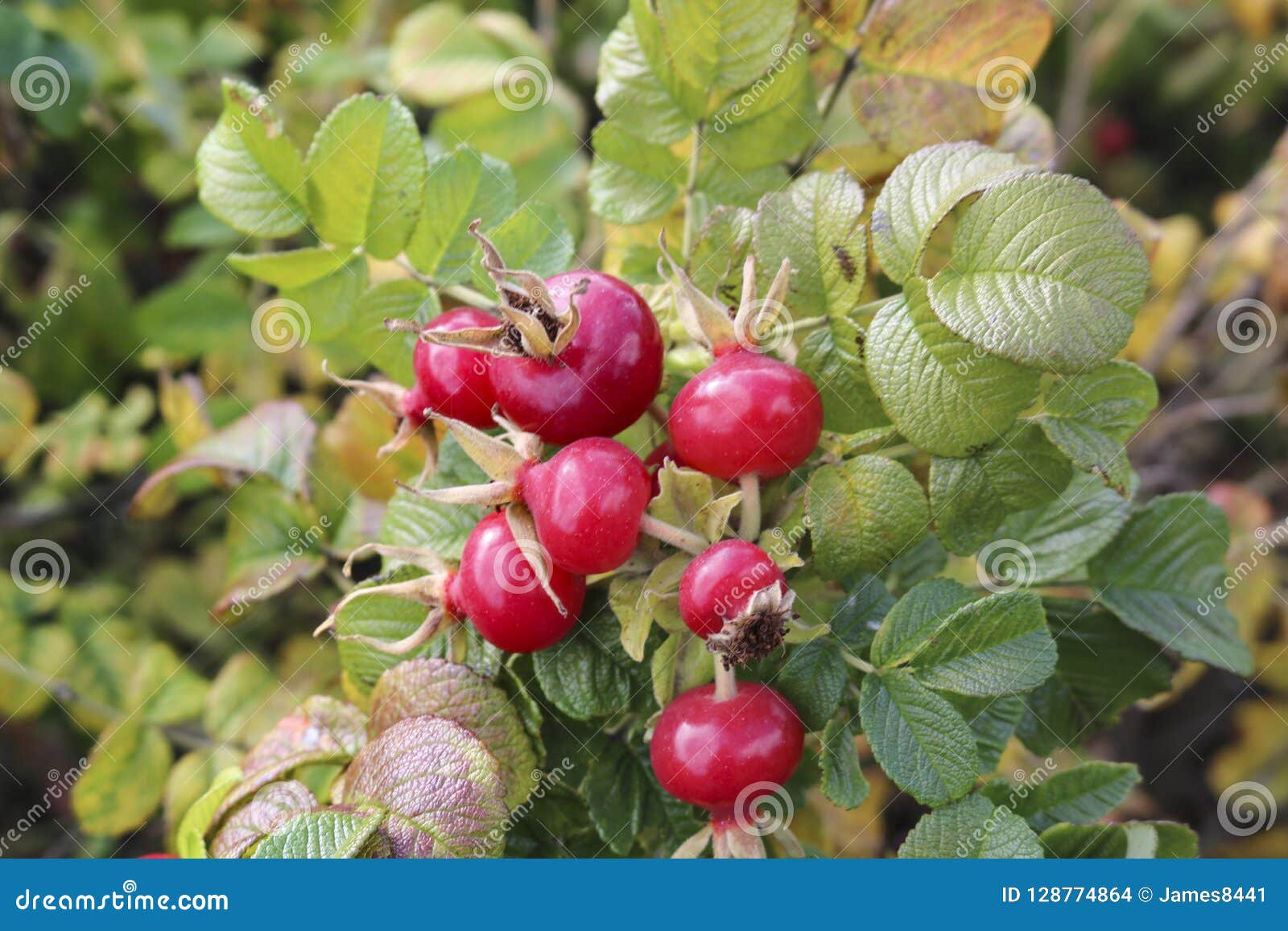 Red dog-rose stock photo. Image of leaf, dogrose, sweet - 128774864