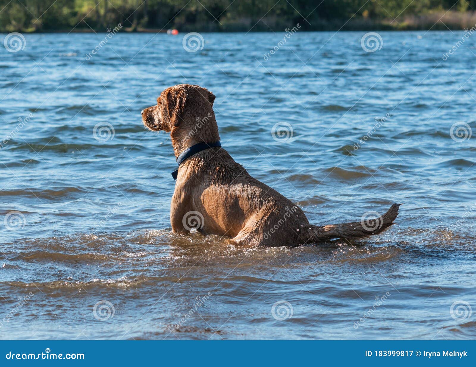 Red Dog Running and Playing in the Water Stock Image - Image of lead ...