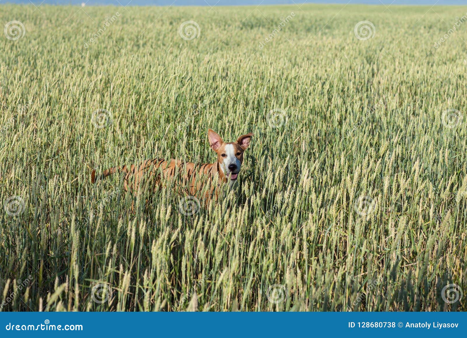 Red Dog Running in a Wheat Field Stock Photo - Image of friend, food ...