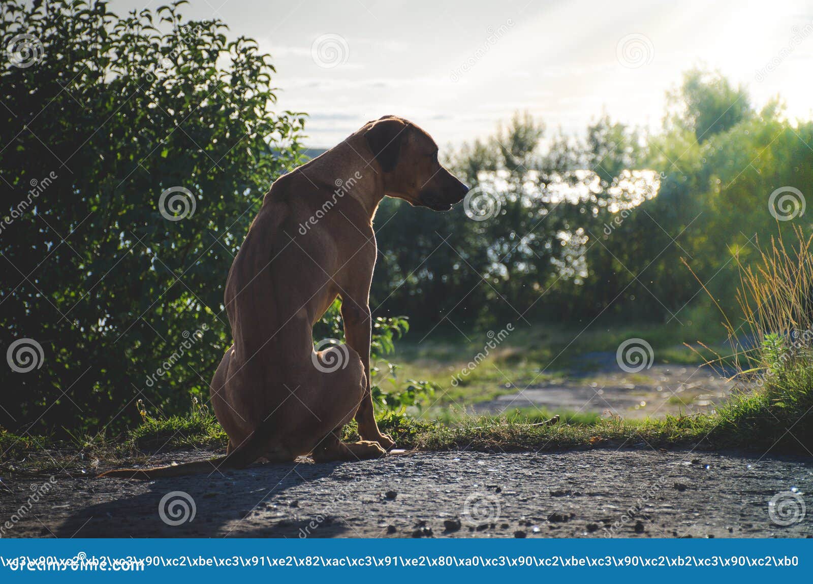 Red dog sitting back stock photo. Image of lies, eyes - 179757588