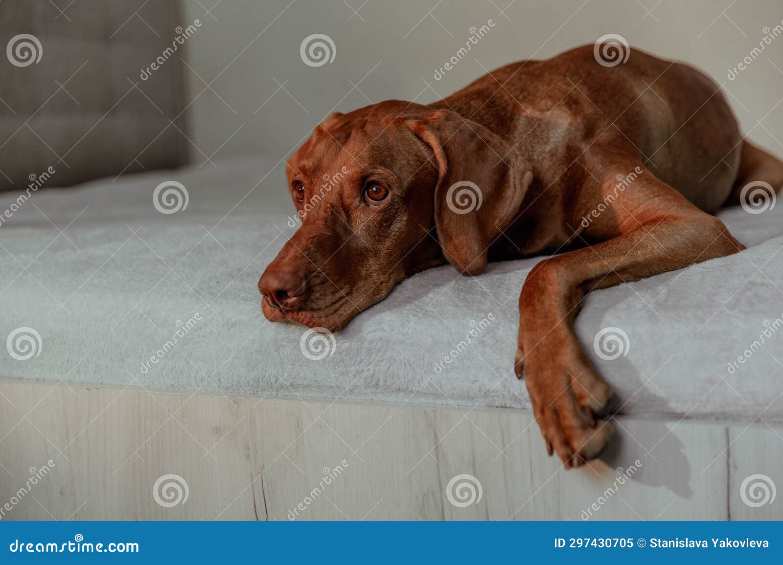 Red Dog Vizsla Lying on Bed in House Stock Image - Image of puppy ...