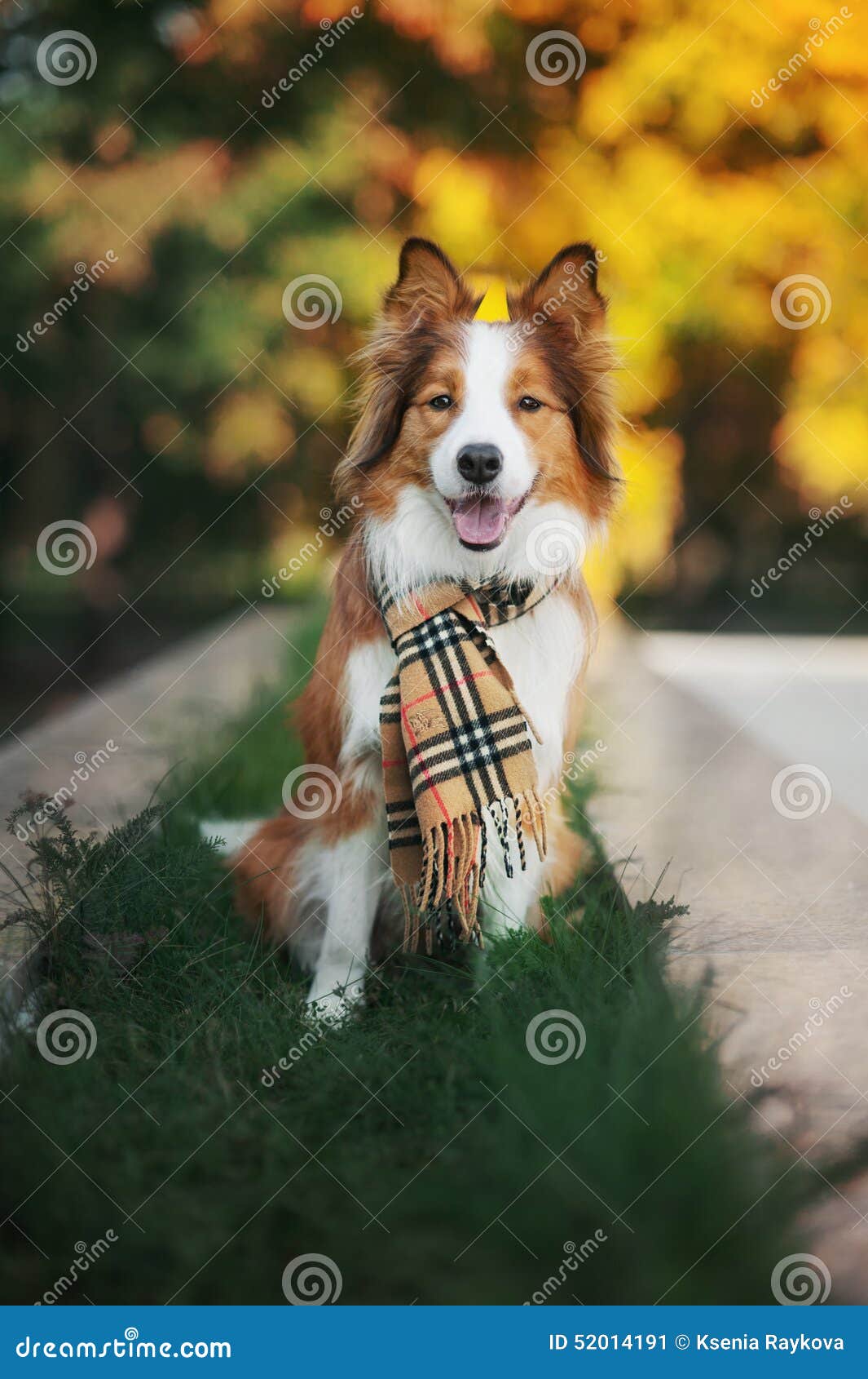 Red Dog Wearing a Scarf in Autumn Stock Image - Image of mammal, leaf ...