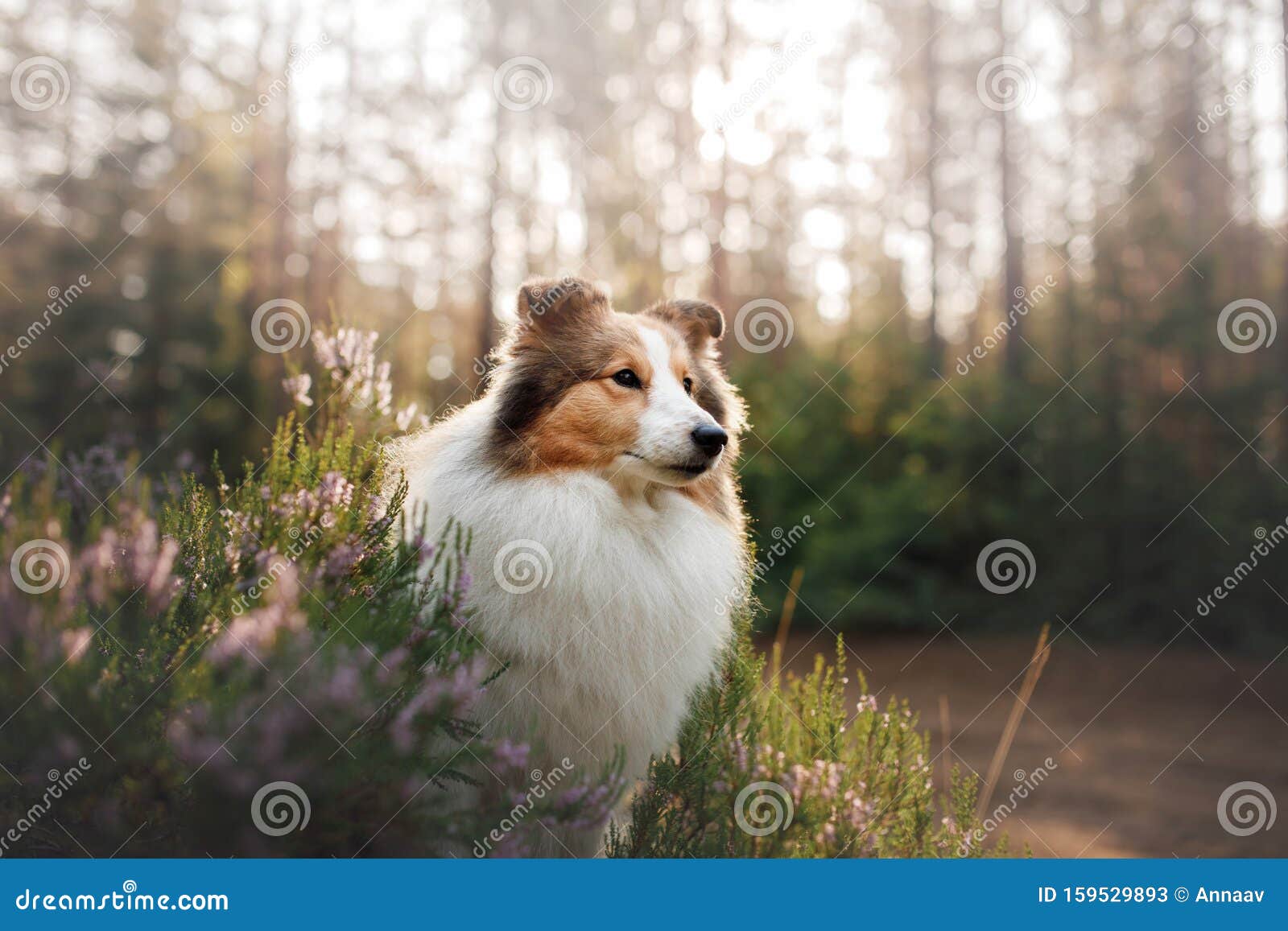 Red Dog in the Woods. Fluffy Sheltie in Nature Stock Image - Image of ...
