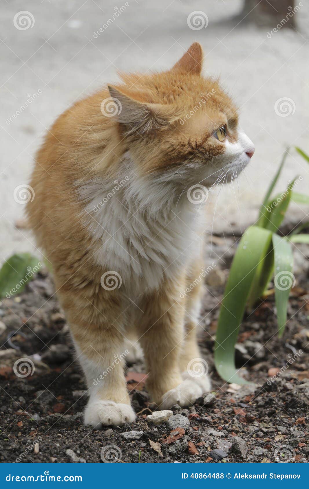 Red domestic cat on walk stock photo. Image of curious - 40864488