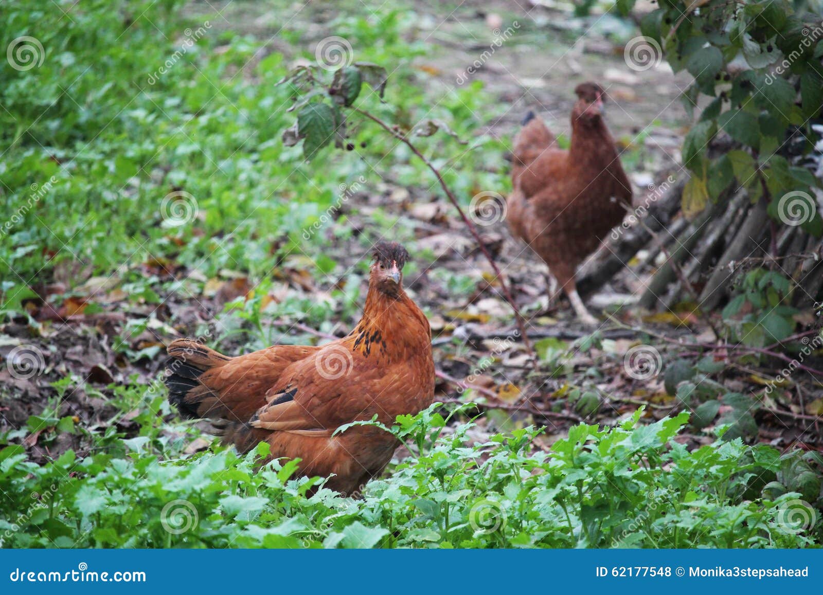 Red Domestic Chickens stock photo. Image of nature, countryside - 62177548