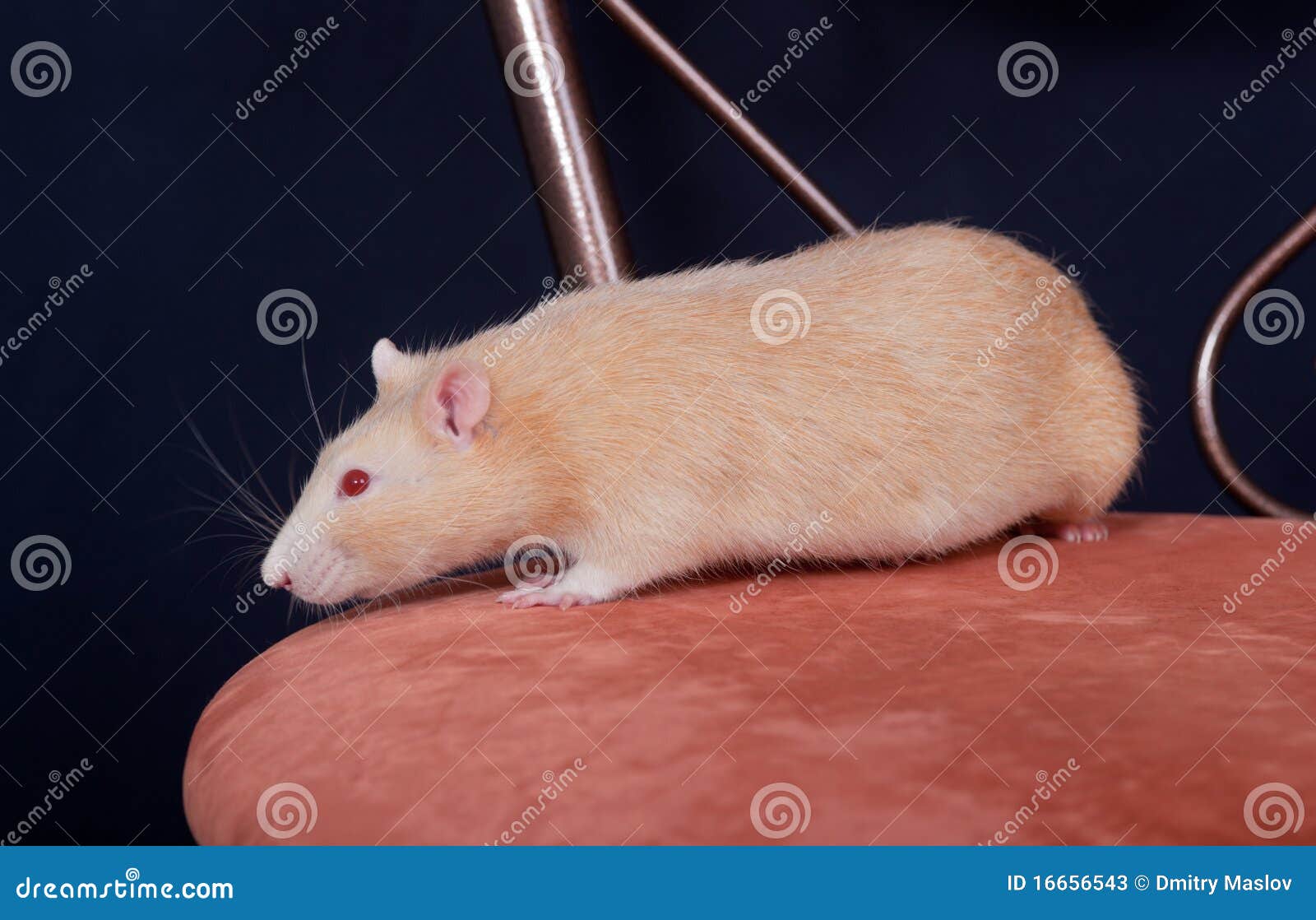 Red domestic rat stock image. Image of mammal, domestic - 16656543