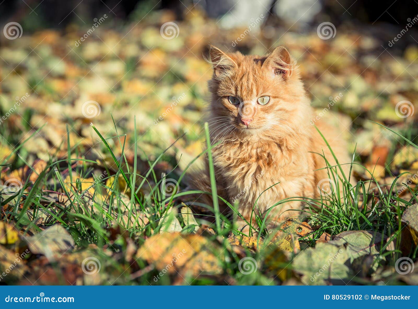Red Domestic Tomcat among the Grass and Leaves Stock Photo - Image of ...
