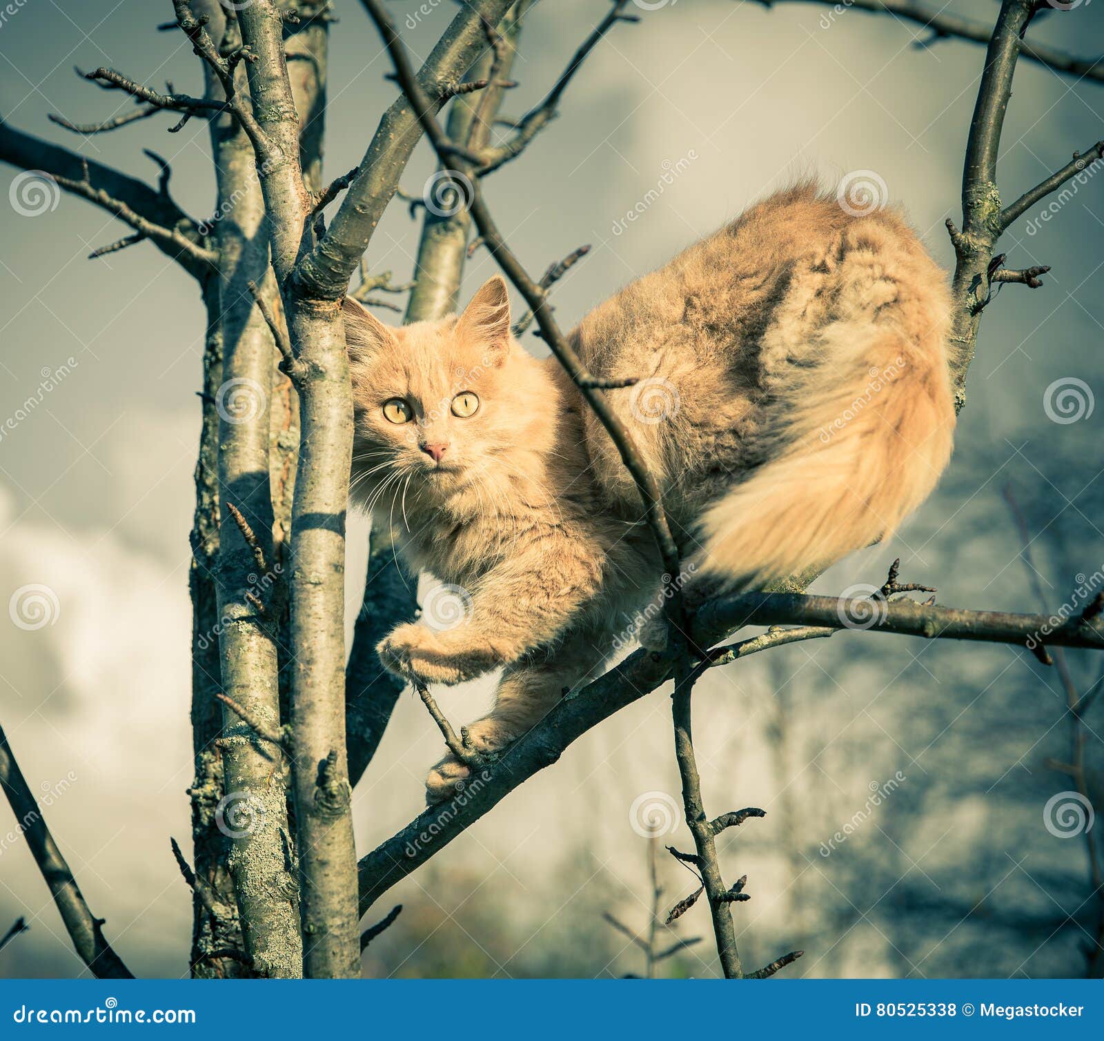 Red Domestic Tomcat on the Tree Stock Photo - Image of creature ...