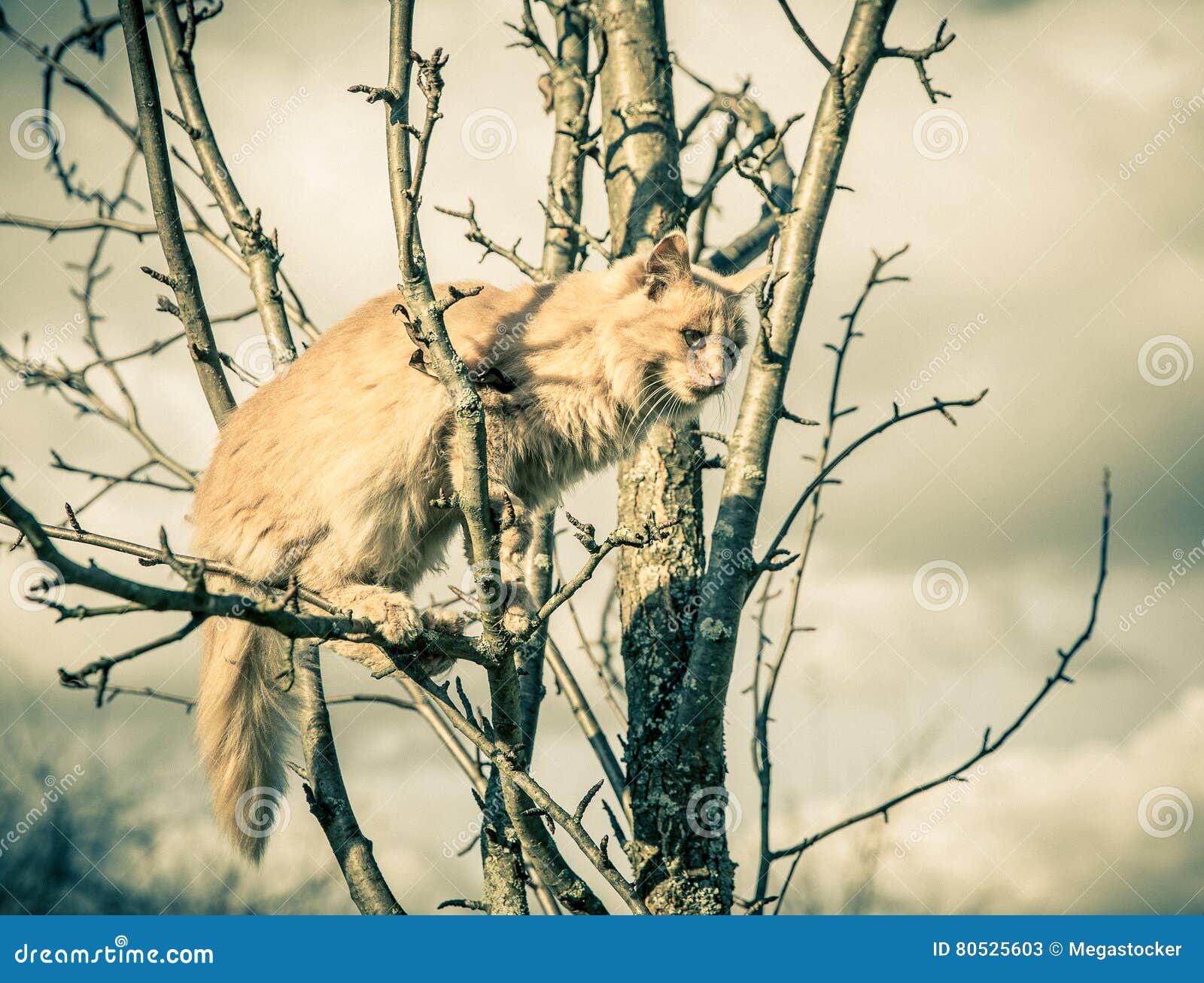 Red Domestic Tomcat on the Tree Stock Image - Image of face, animal ...