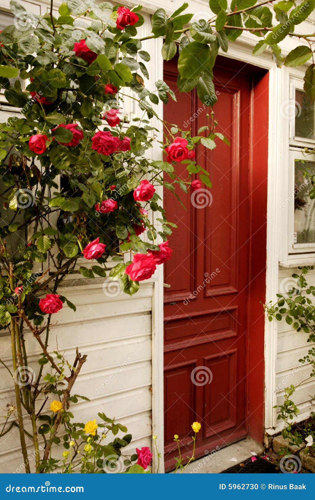 Red Door and Roses stock photo. Image of roses, house - 5962730