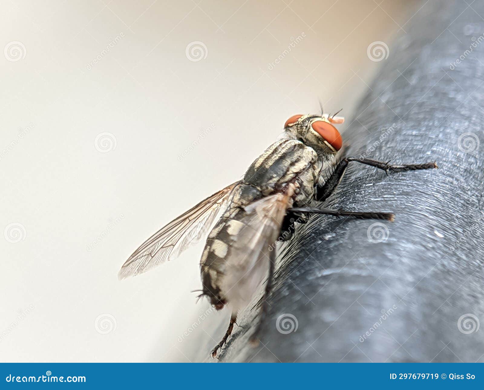 The Red Dot Eyes of Fly stock image. Image of closeup - 297679719