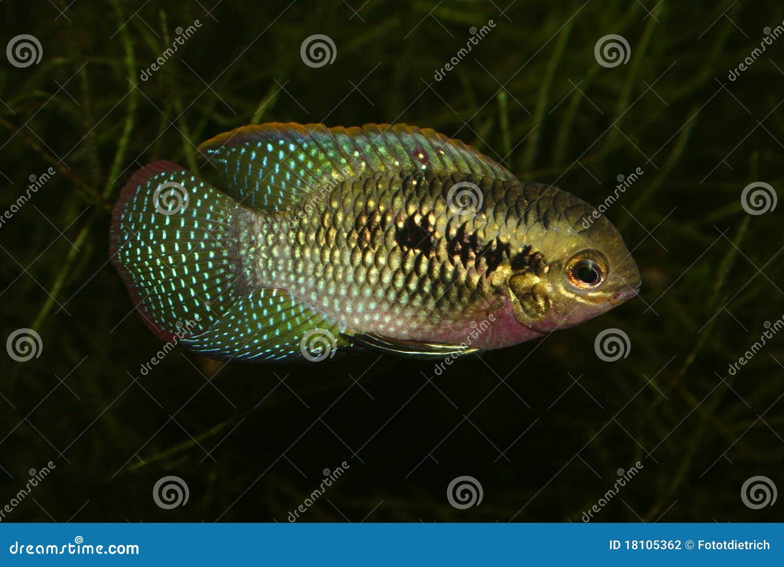 Red Dots Cichlid (Laetacara Dorsigera) Stock Photo - Image of south ...