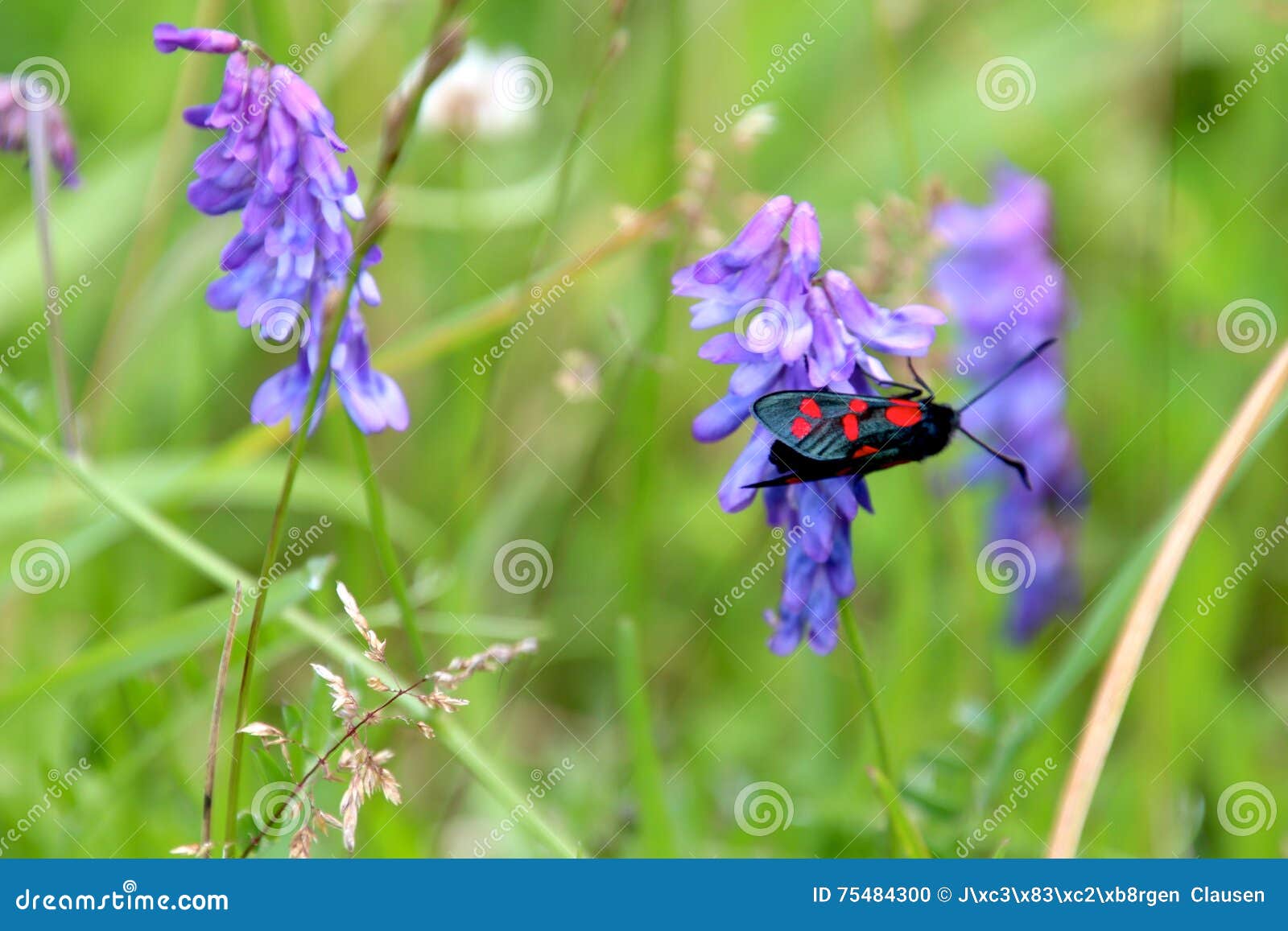 Red Dotted Insect on a Meadow Stock Photo - Image of flowers, beautiful ...