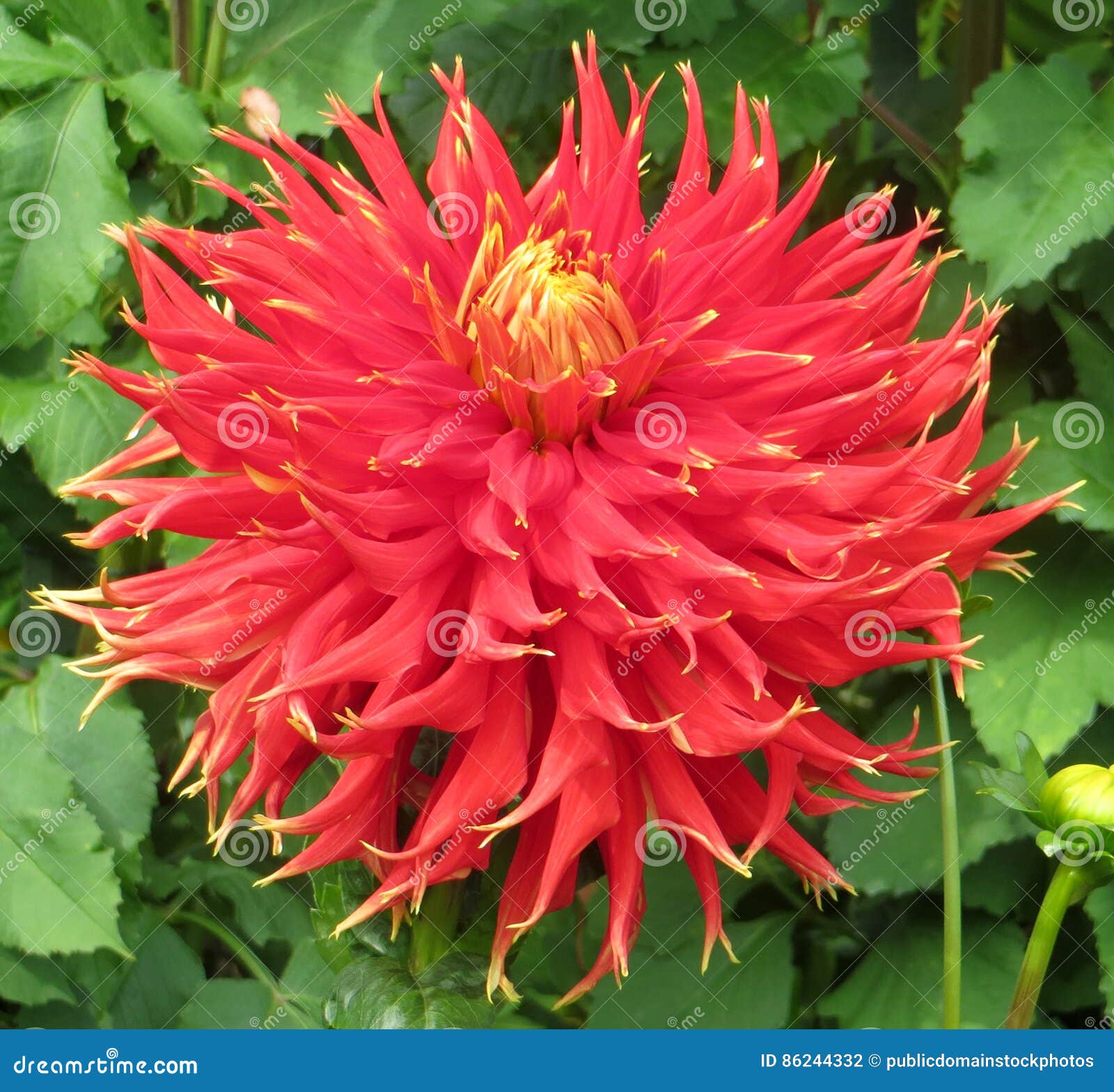 Red Double Cactus Dahlia Picture. Image: 86244332
