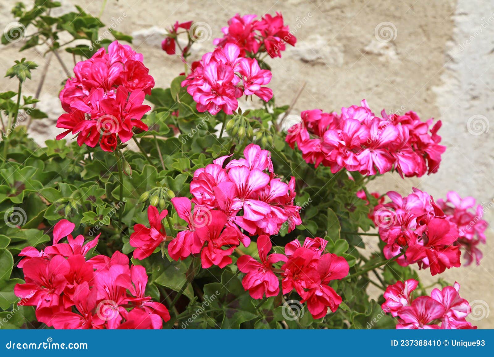 Red Double Ivy Geranium in Summer Stock Photo - Image of hanging ...