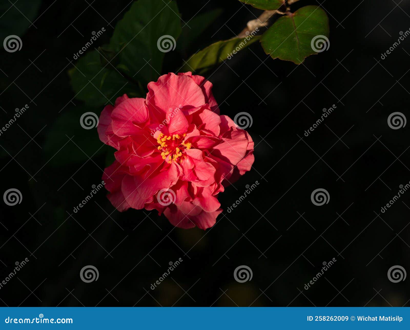 Red Double Petals Hibiscus Flowers Blooming Stock Image - Image of life ...