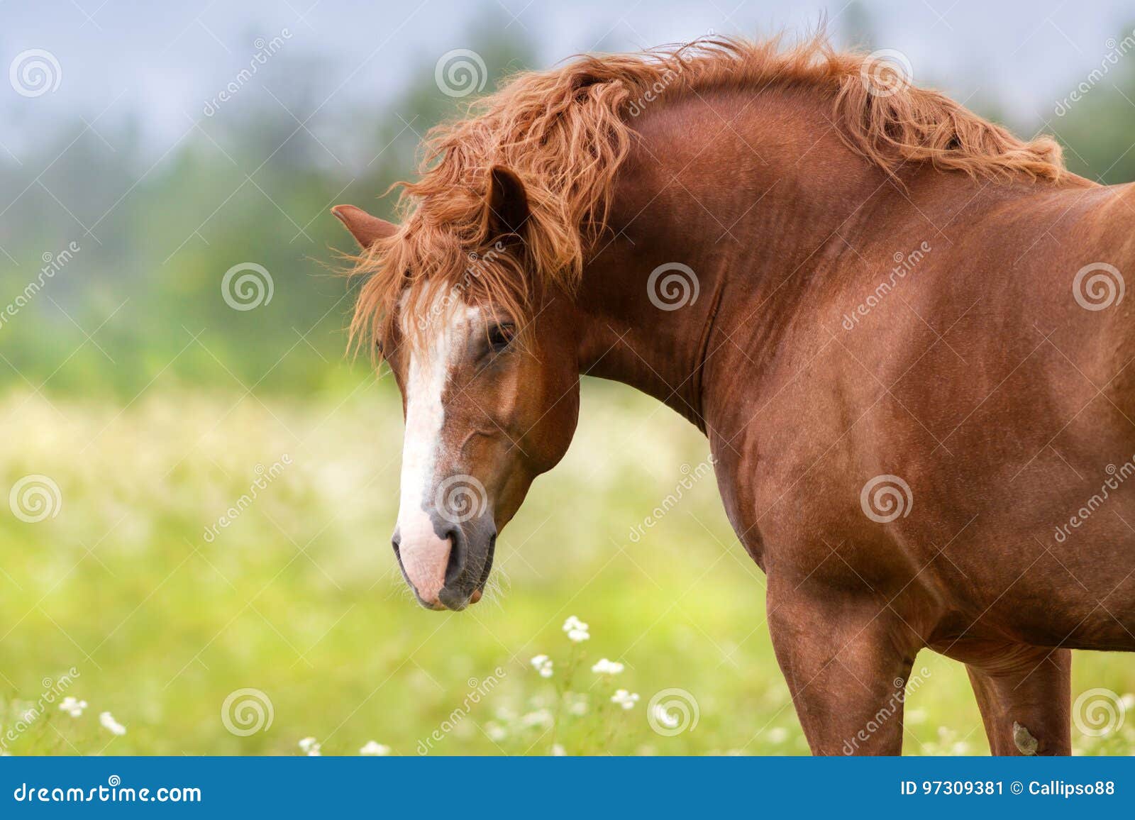 Red draft horse stock image. Image of sweet, head, heavy - 97309381