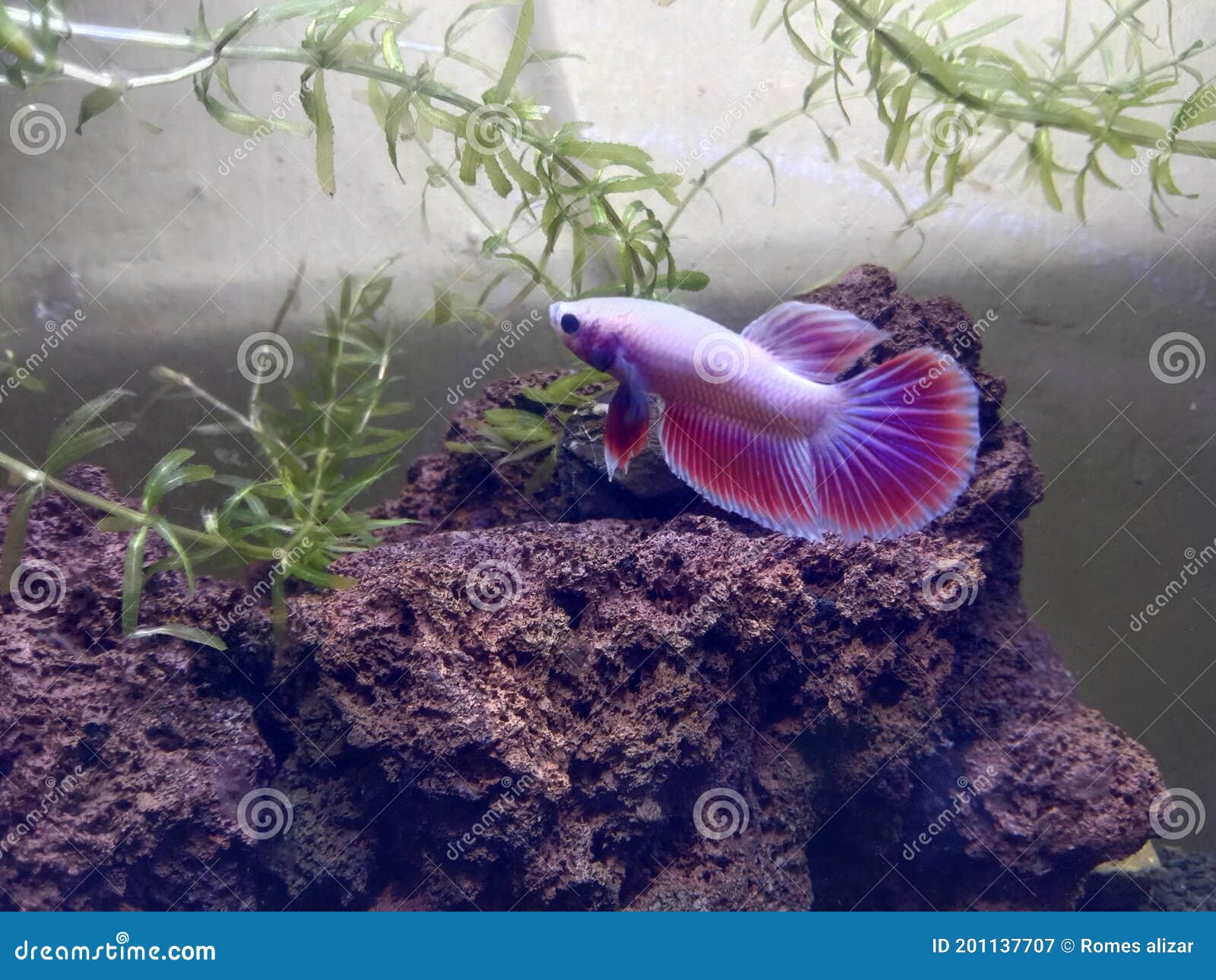 Red Dragon Betta Fish in Aquascape Stock Image - Image of underwater ...