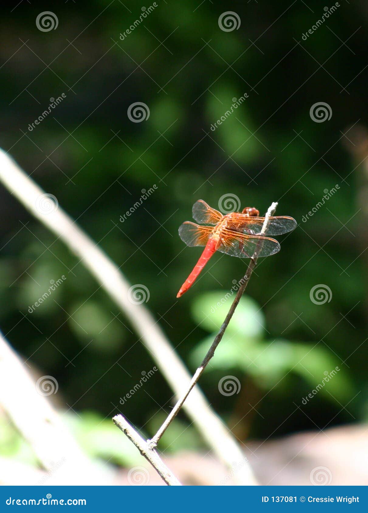 Red Dragon Fly stock image. Image of pest, bugs, branches - 137081