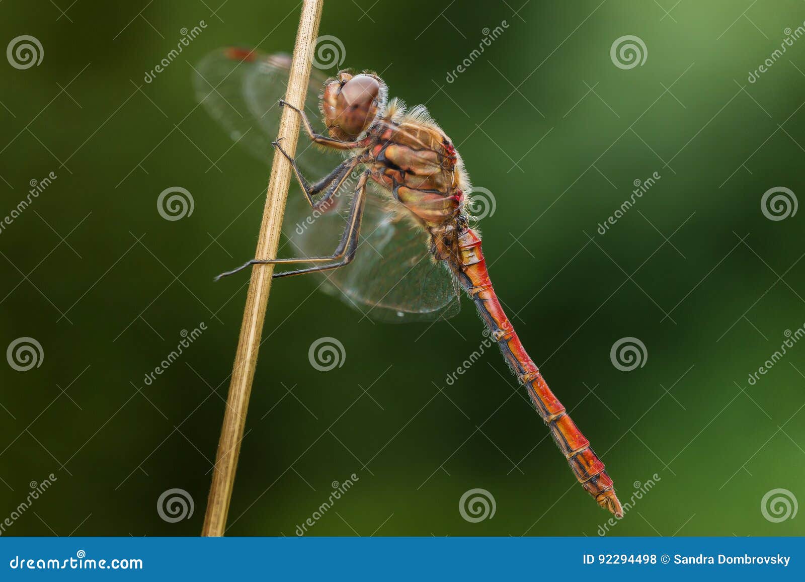 A red dragon-fly stock photo. Image of garden, flower - 92294498