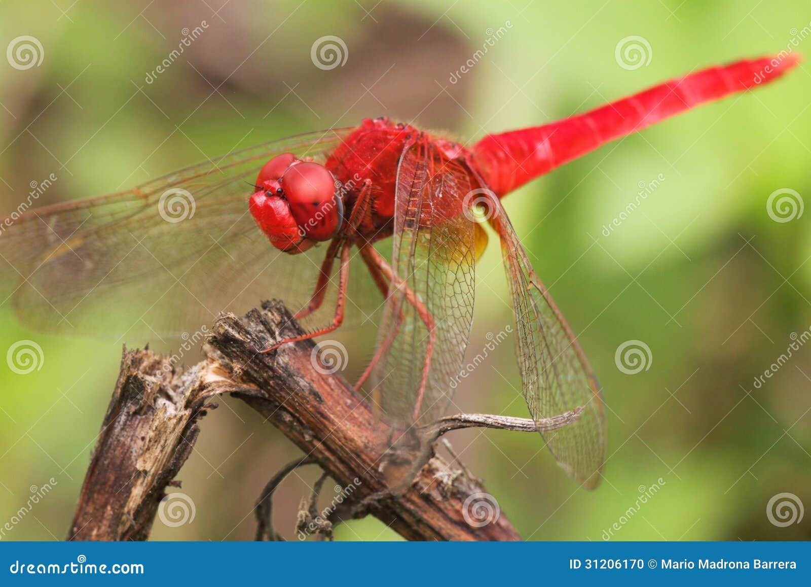 Red dragon fly stock photo. Image of gold, details, dragonfly - 31206170