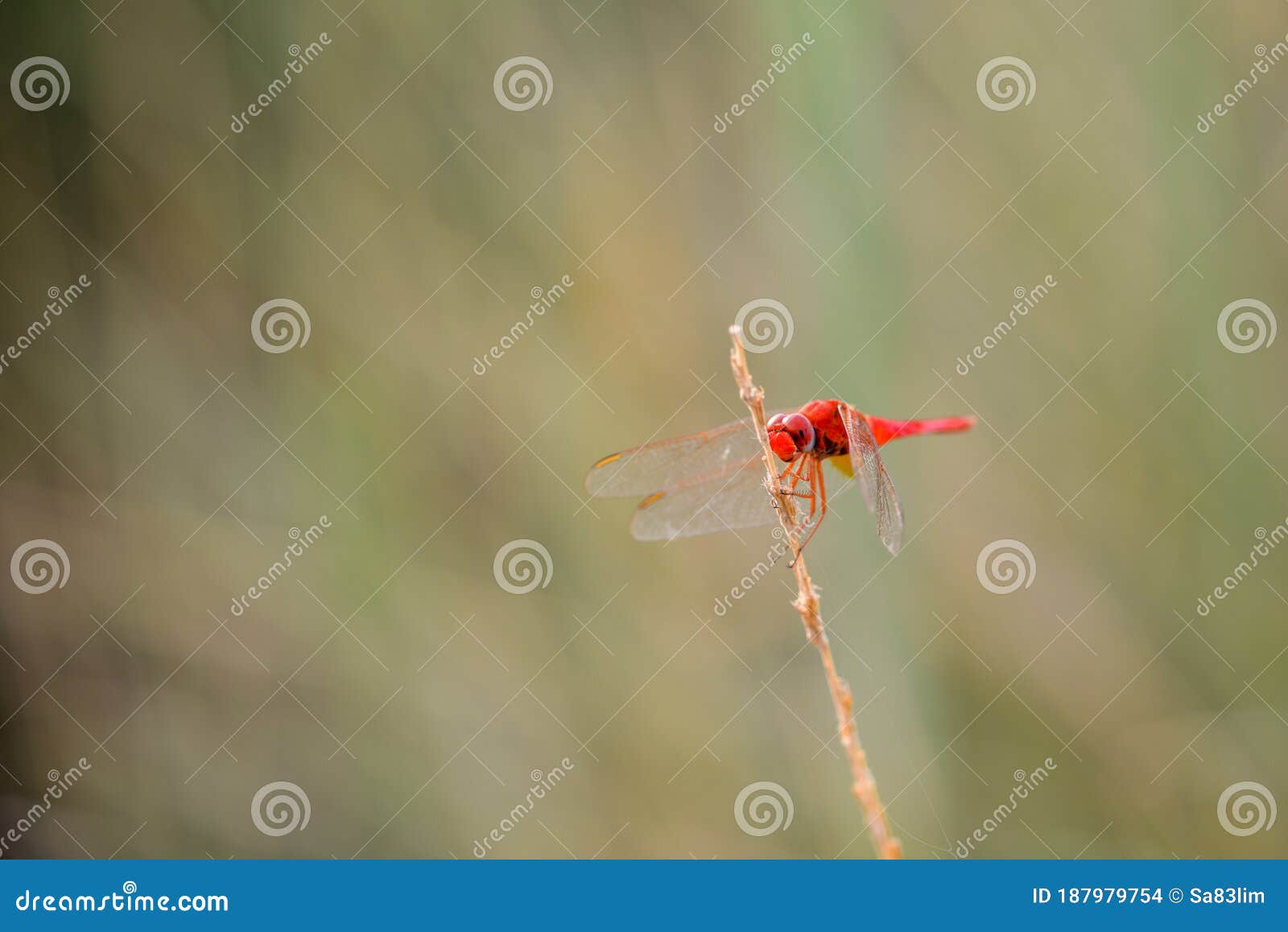 Red Dragon Fly on Dry Stick Stock Photo - Image of stick, dragon: 187979754