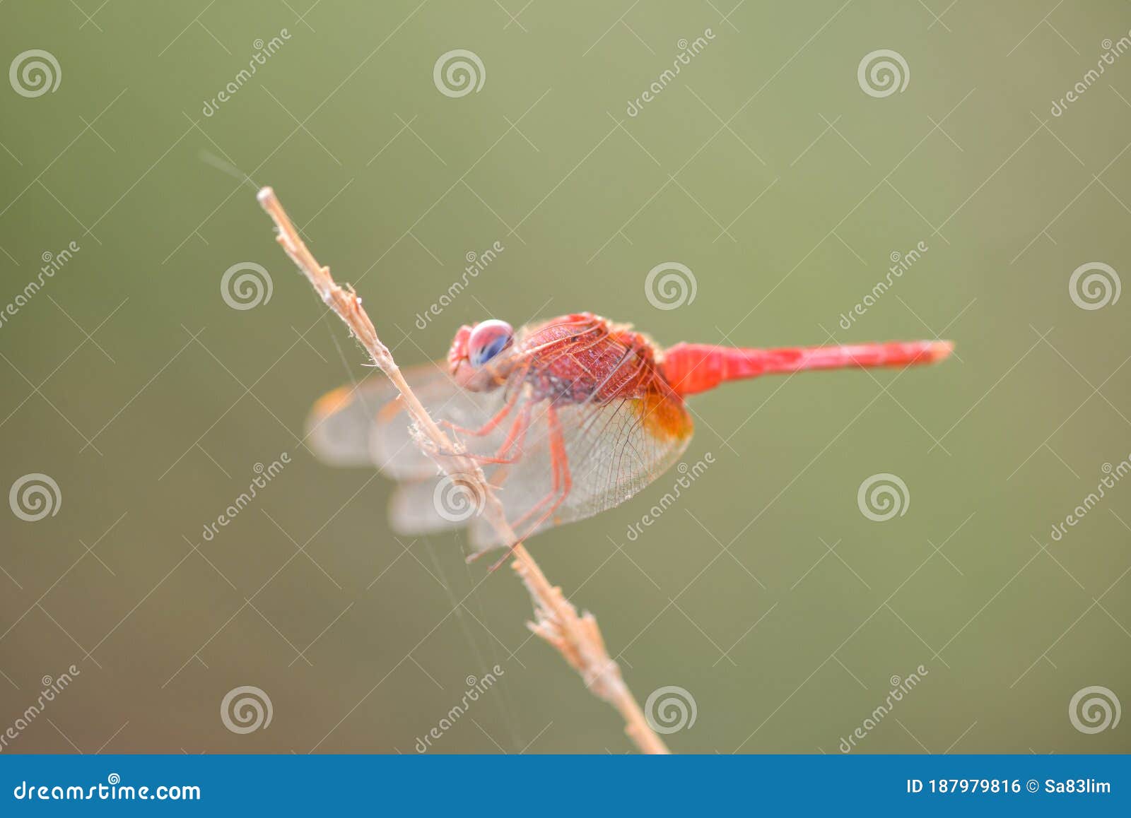 Red Dragon Fly on Dry Stick Stock Photo - Image of stick, dragon: 187979816