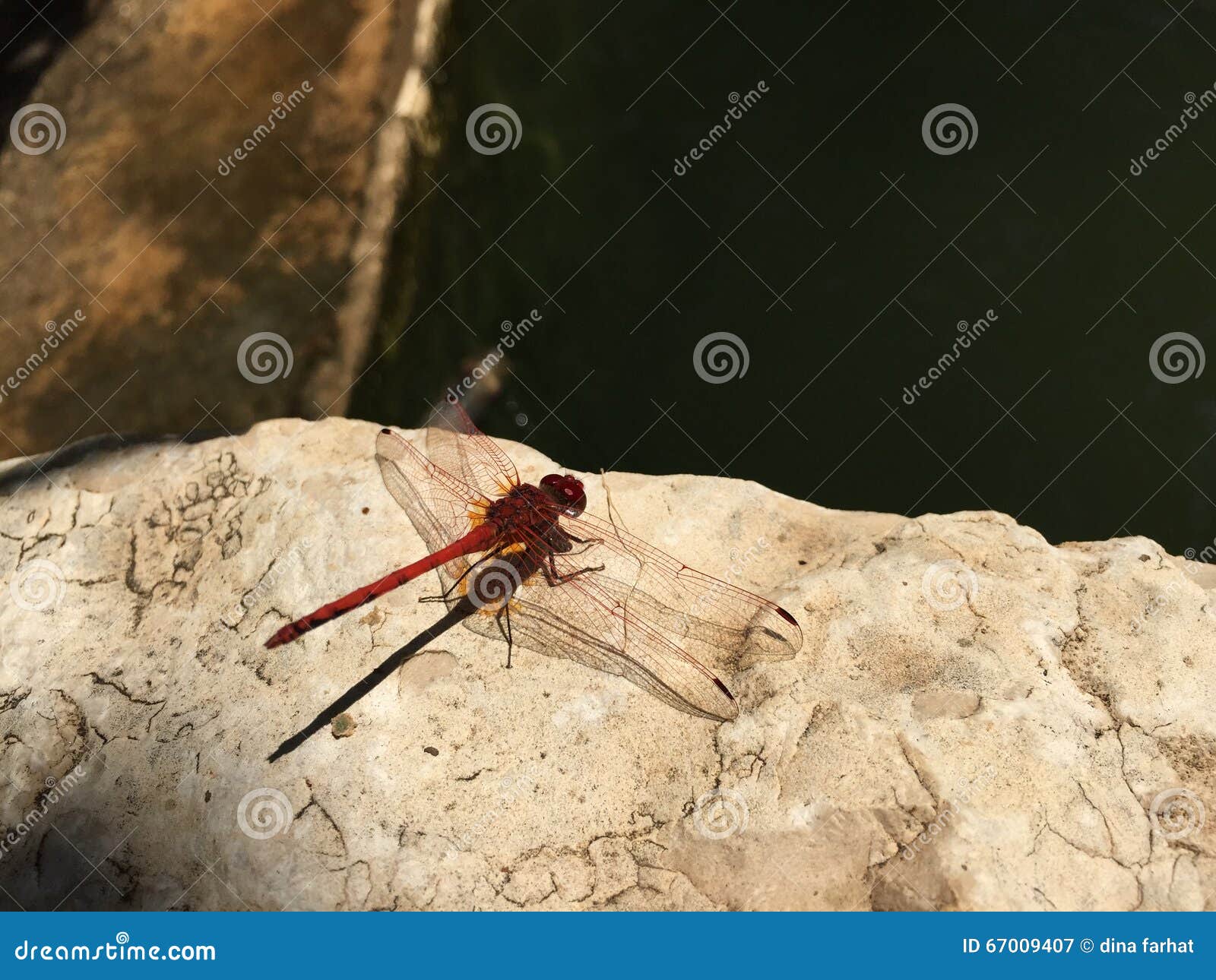 Red Dragon-fly Next To a Pool Stock Image - Image of people, water ...